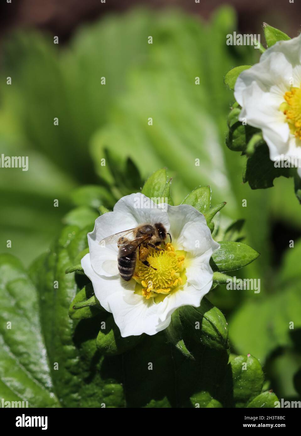 Blooming strawberry with bee on an organic farm Stock Photo - Alamy