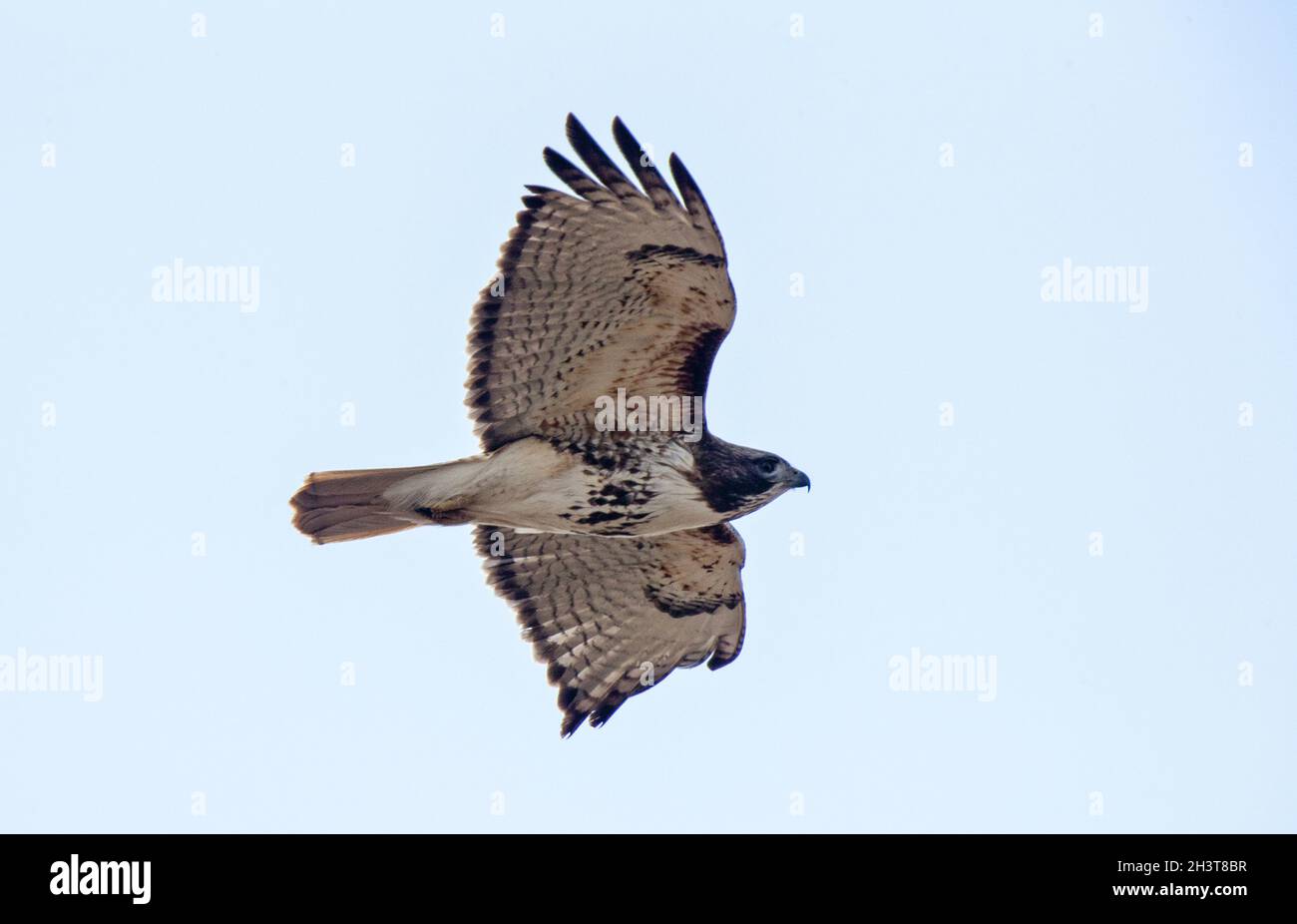 Canadian Hawk High Resolution Stock Photography and Images - Alamy
