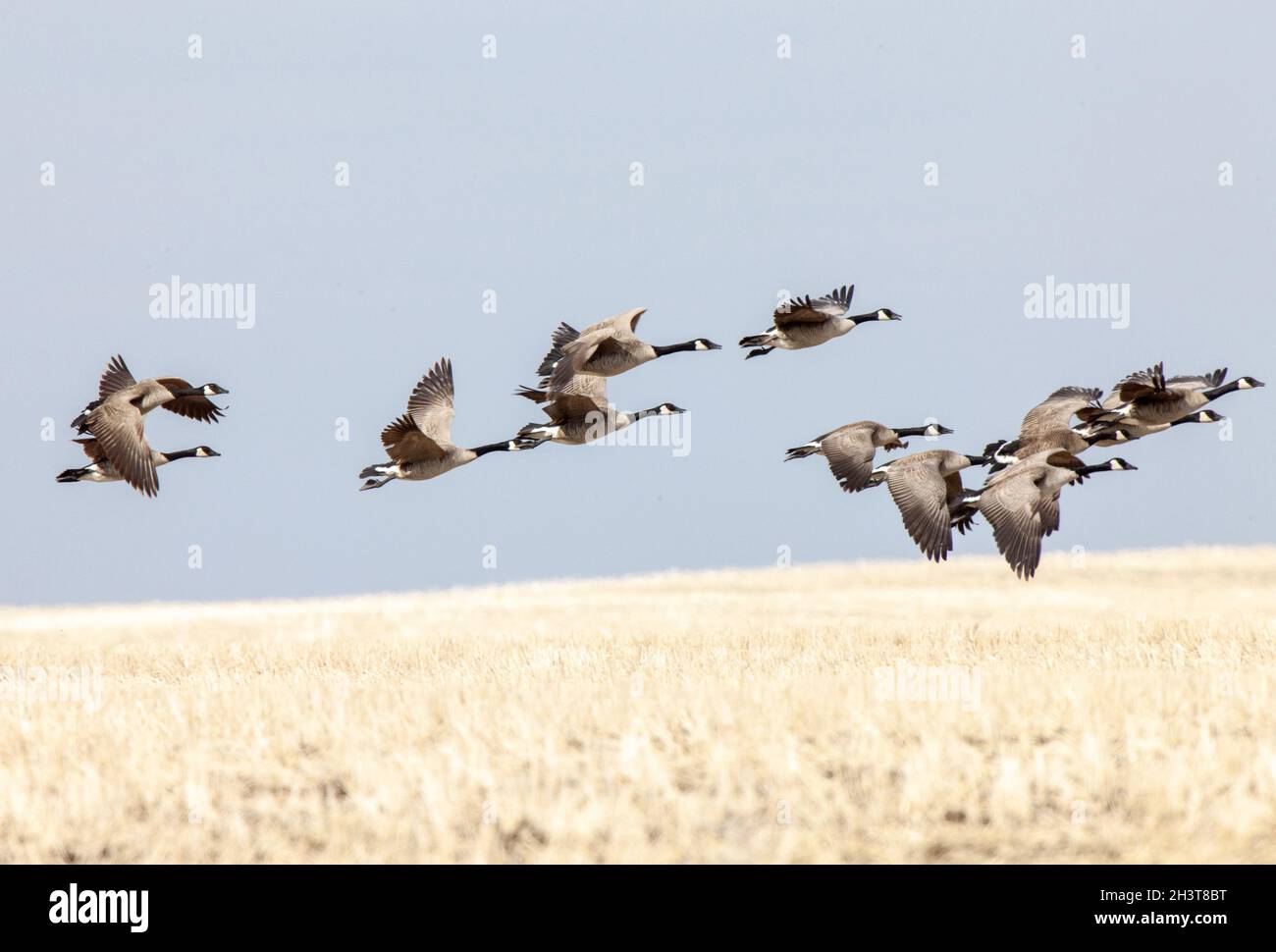 Canada geese colours hi-res stock photography and images - Alamy