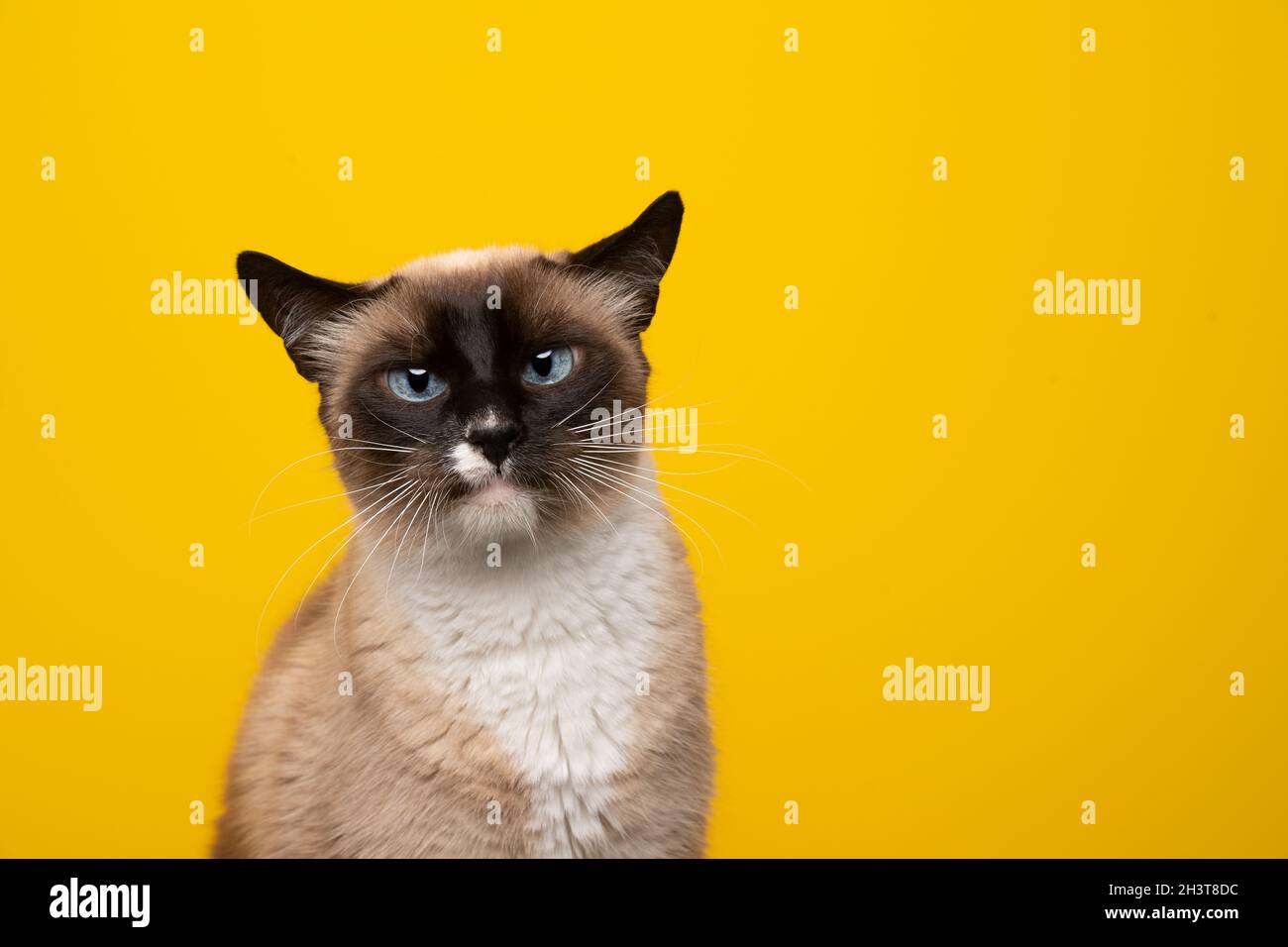 Snowshoe Siamese Grumpy Cat