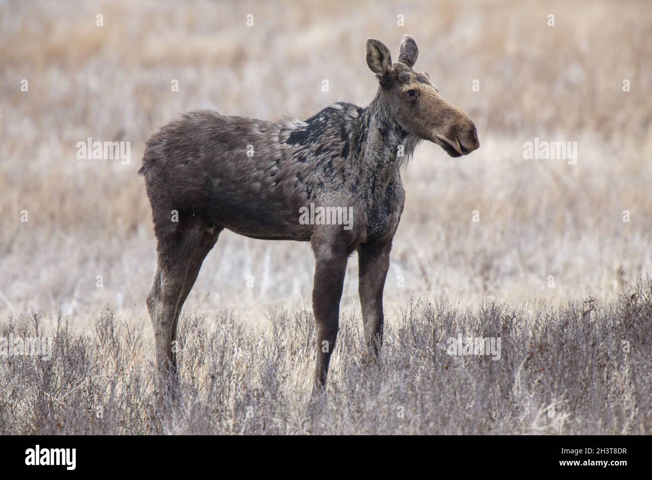 Moose in Saskatchewan Stock Photo - Alamy