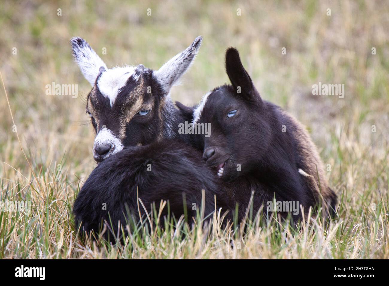Canadian goats hi-res stock photography and images - Alamy