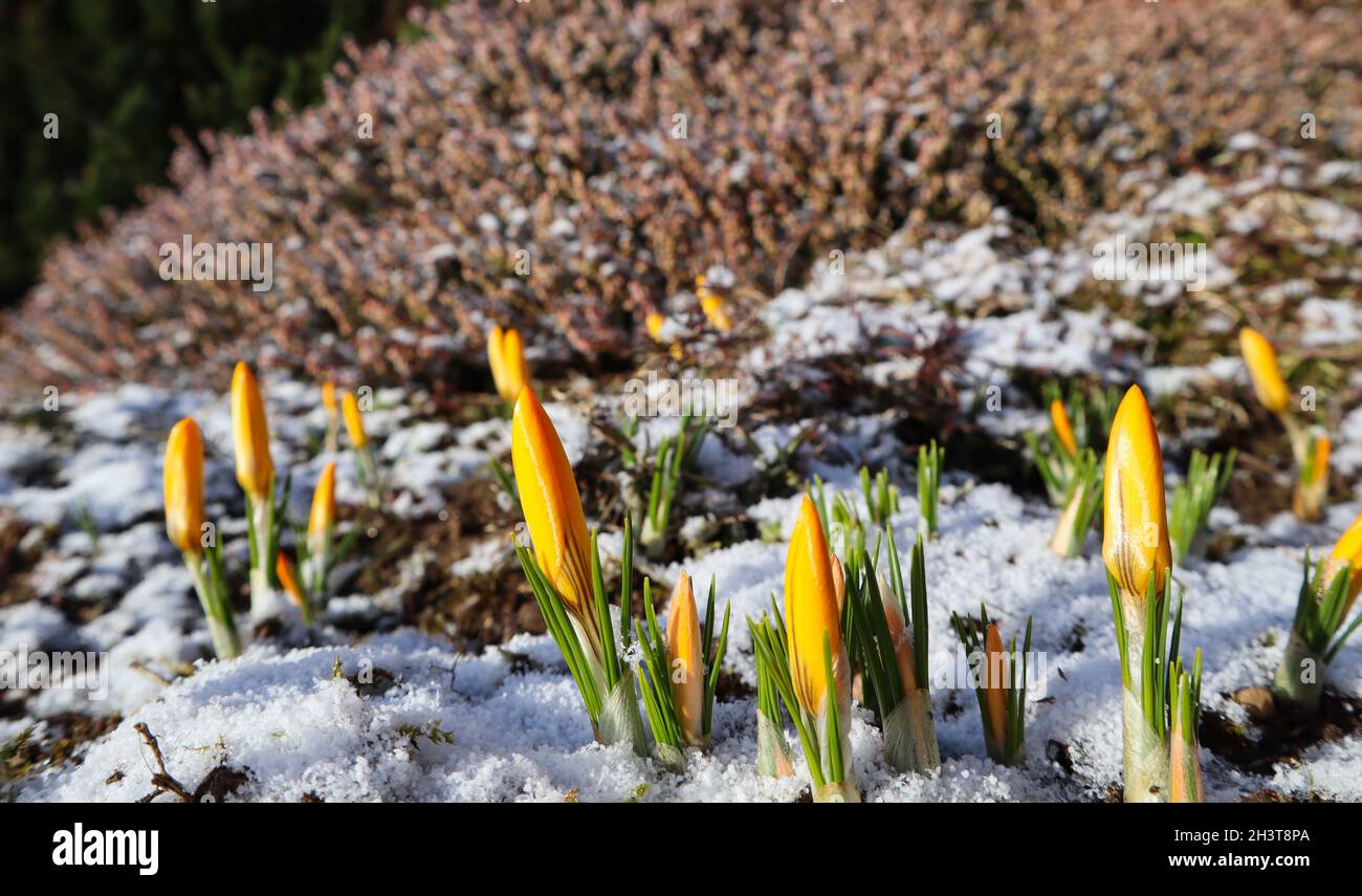Garden crocus shoot hi-res stock photography and images - Alamy