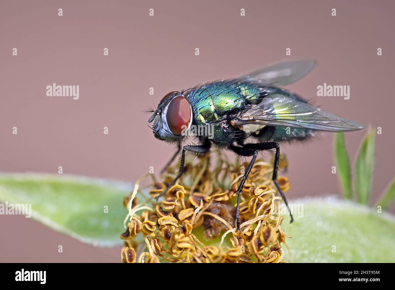 Sericata hi-res stock photography and images - Alamy