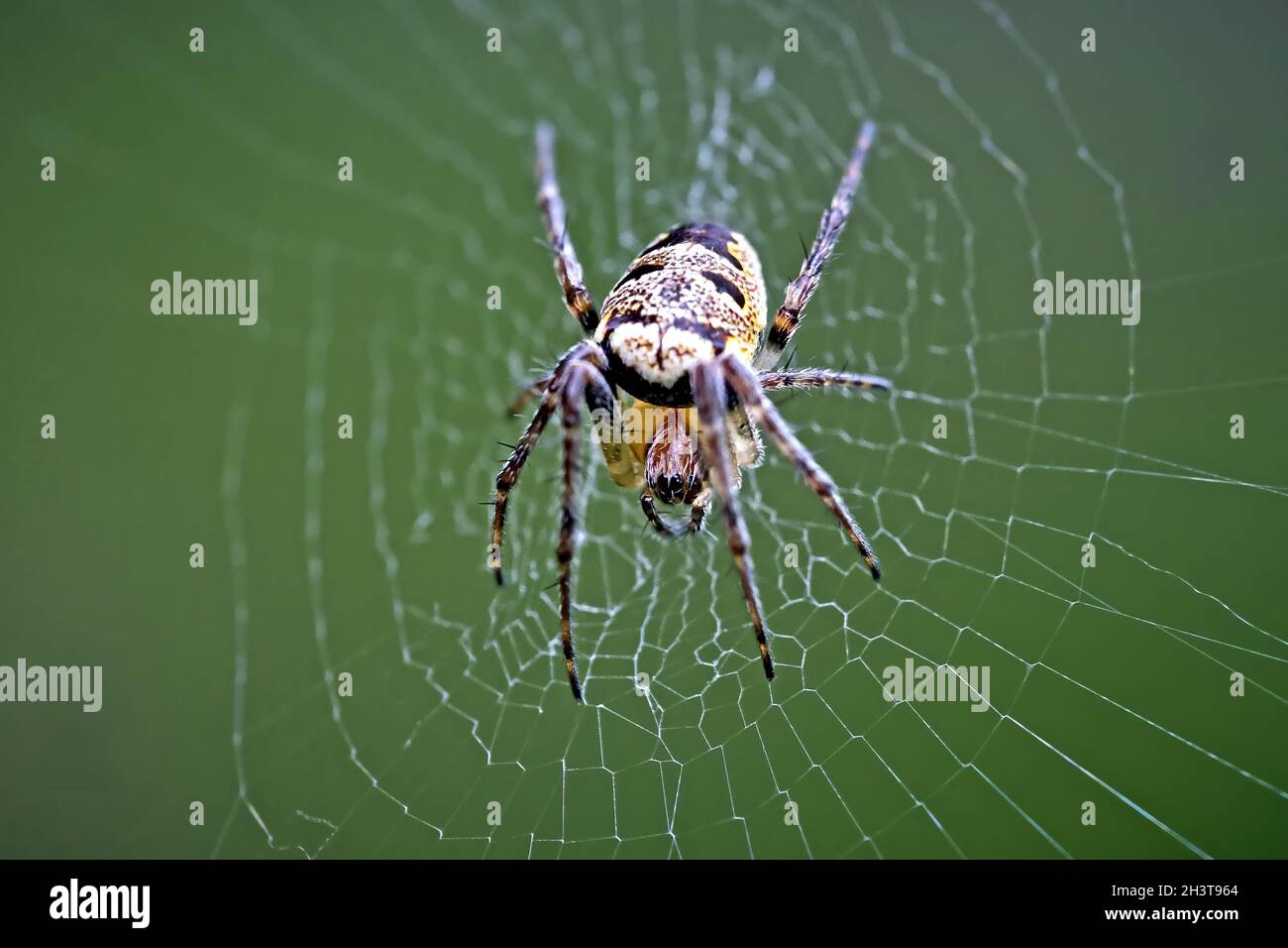 Zilla diodia (mask spider Stock Photo - Alamy