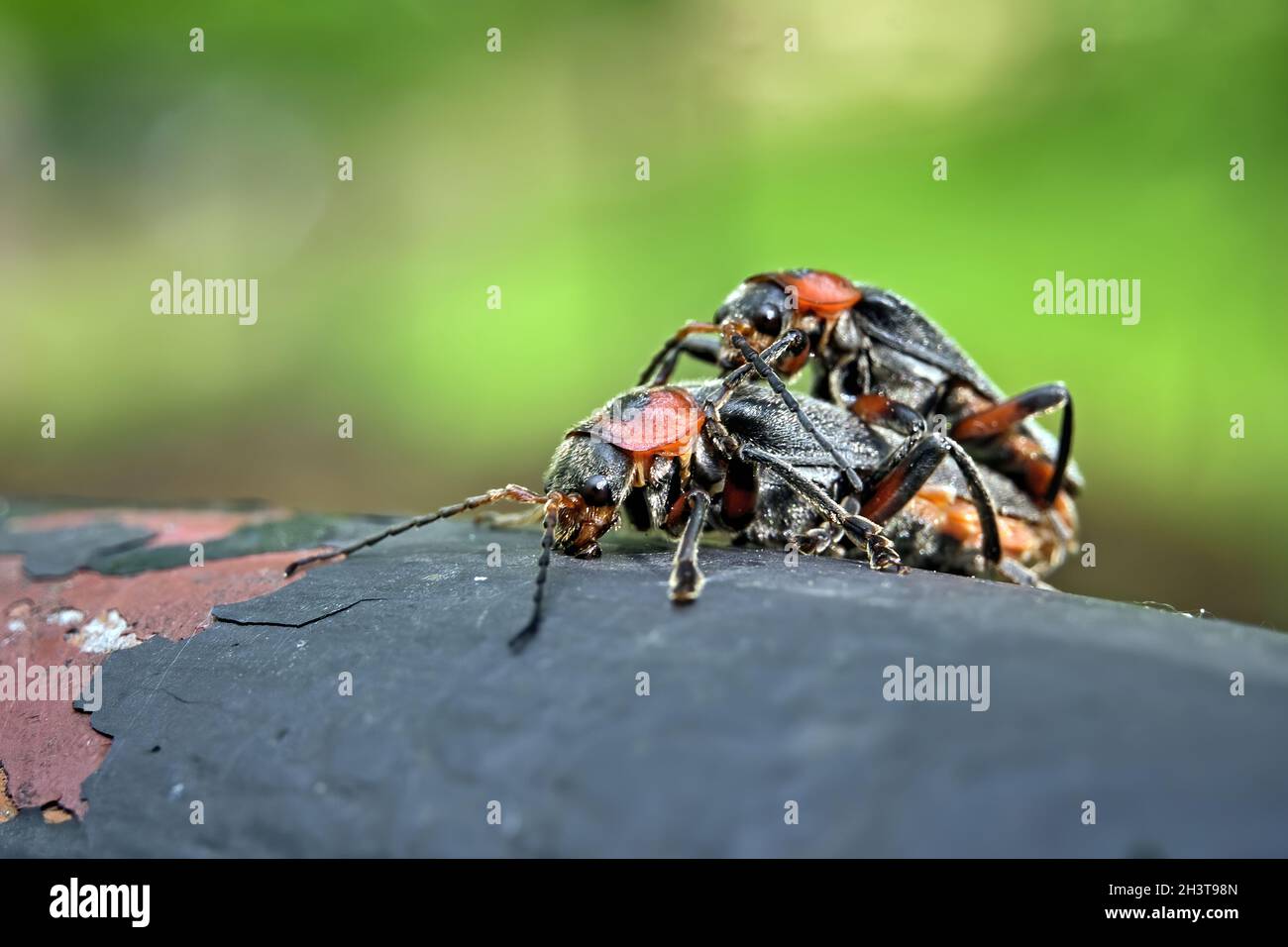 Common soft beetle (Cantharis fusca Stock Photo - Alamy