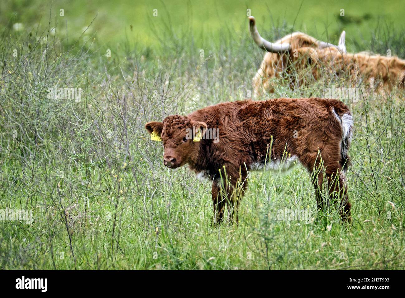 Scottish highland cattle in a pasture Stock Photo - Alamy