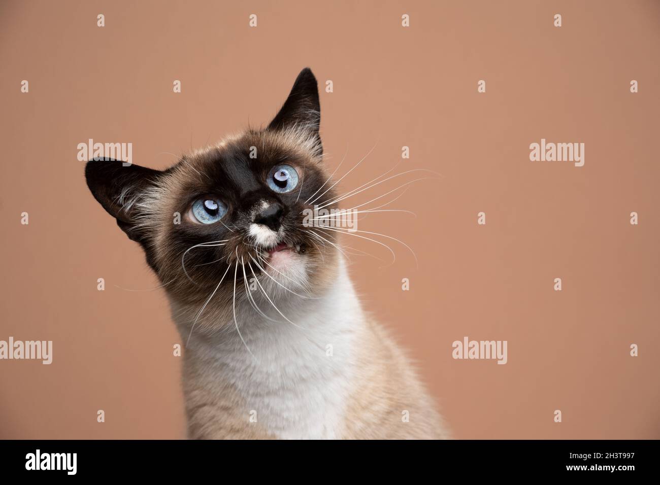 curious seal point white siamese cat with blue eyes looking up on fawn ...