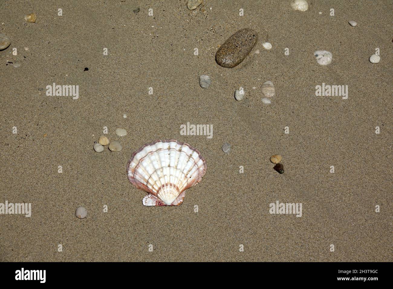 Shell on a beach Stock Photo - Alamy