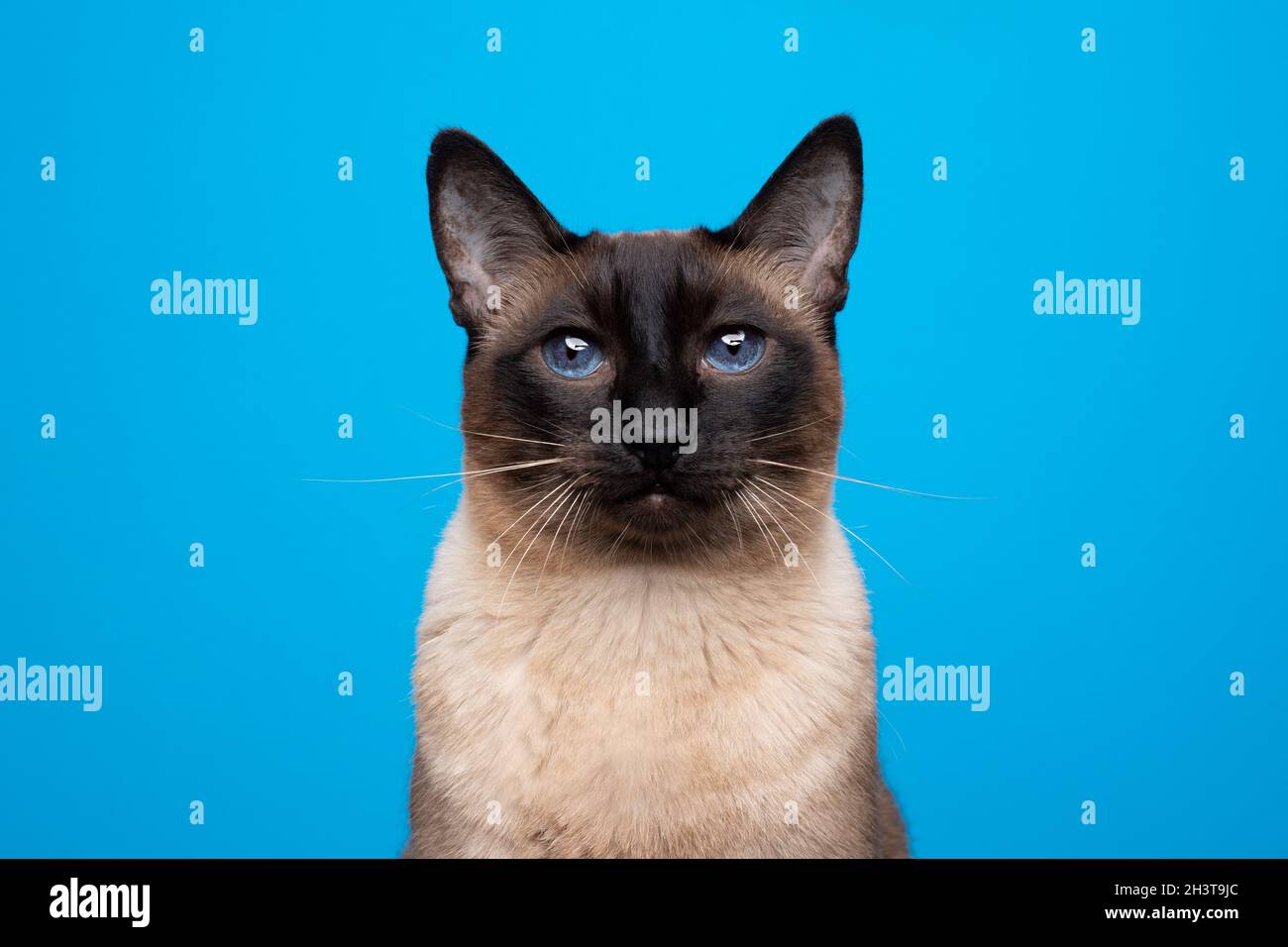beautiful seal point siamese cat with blue eyes looking at camera ...