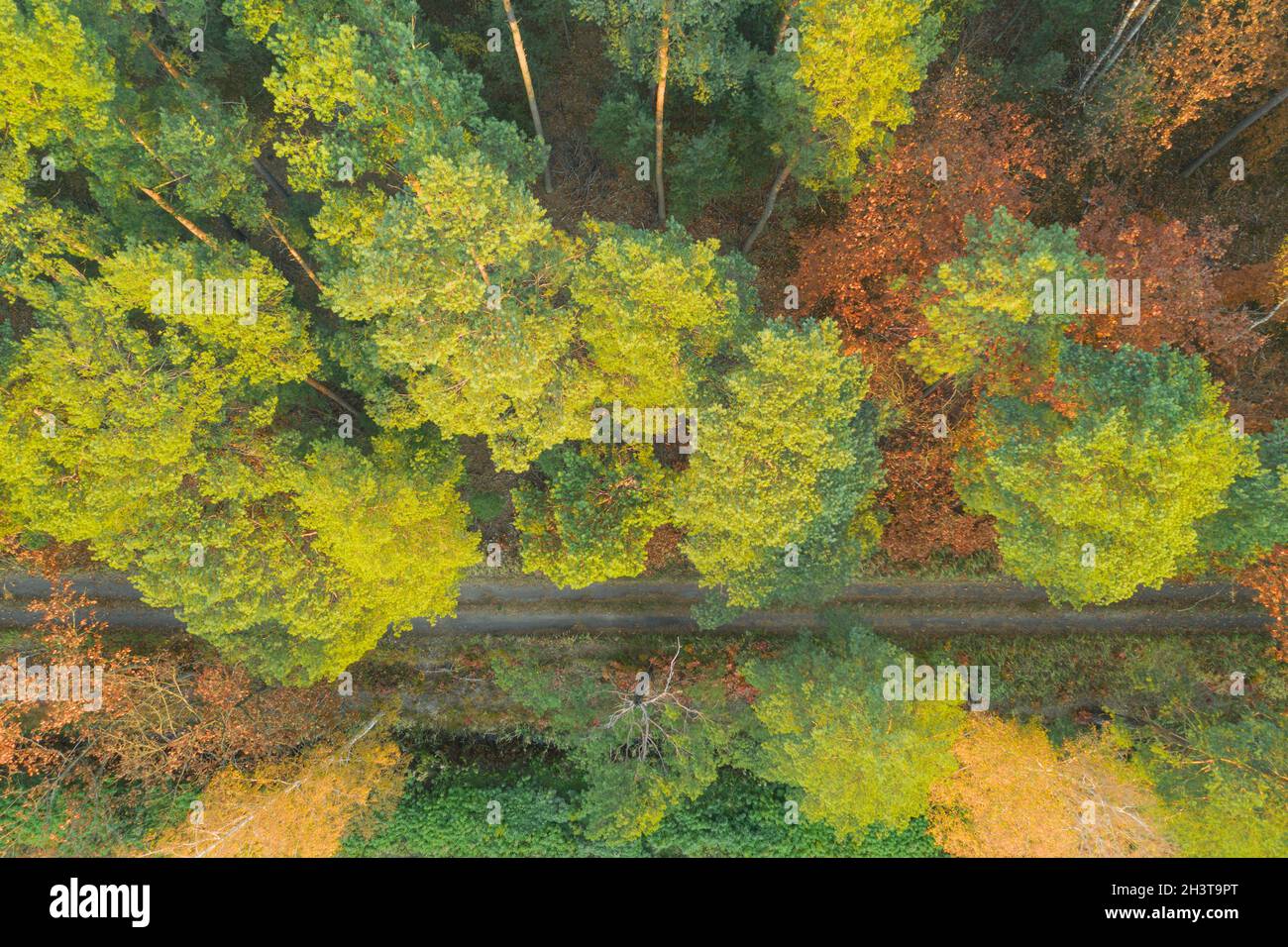 The forest in autumn seen from above. Photo from the drone Stock Photo ...