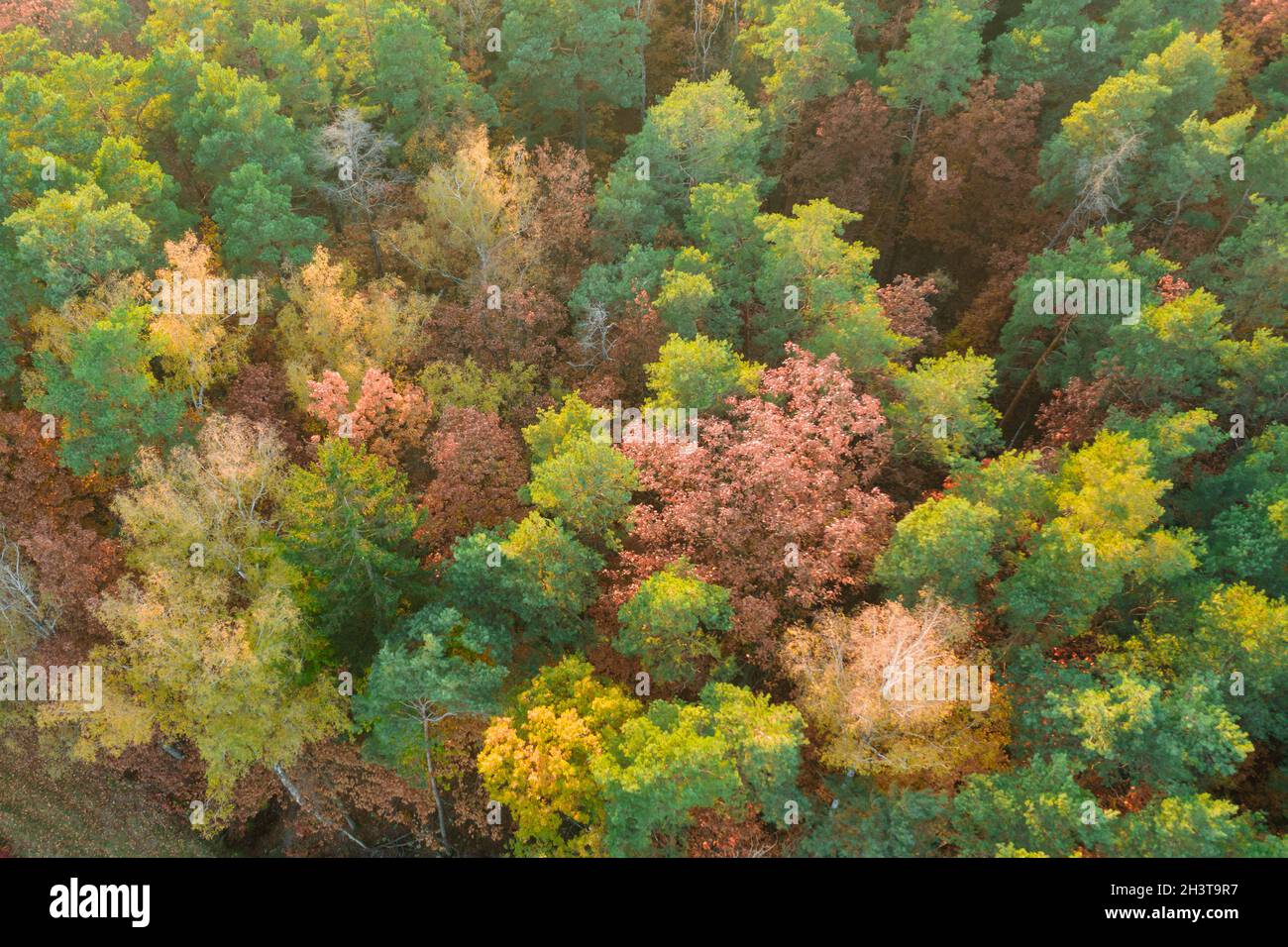 The forest in autumn seen from above. Photo from the drone Stock Photo ...