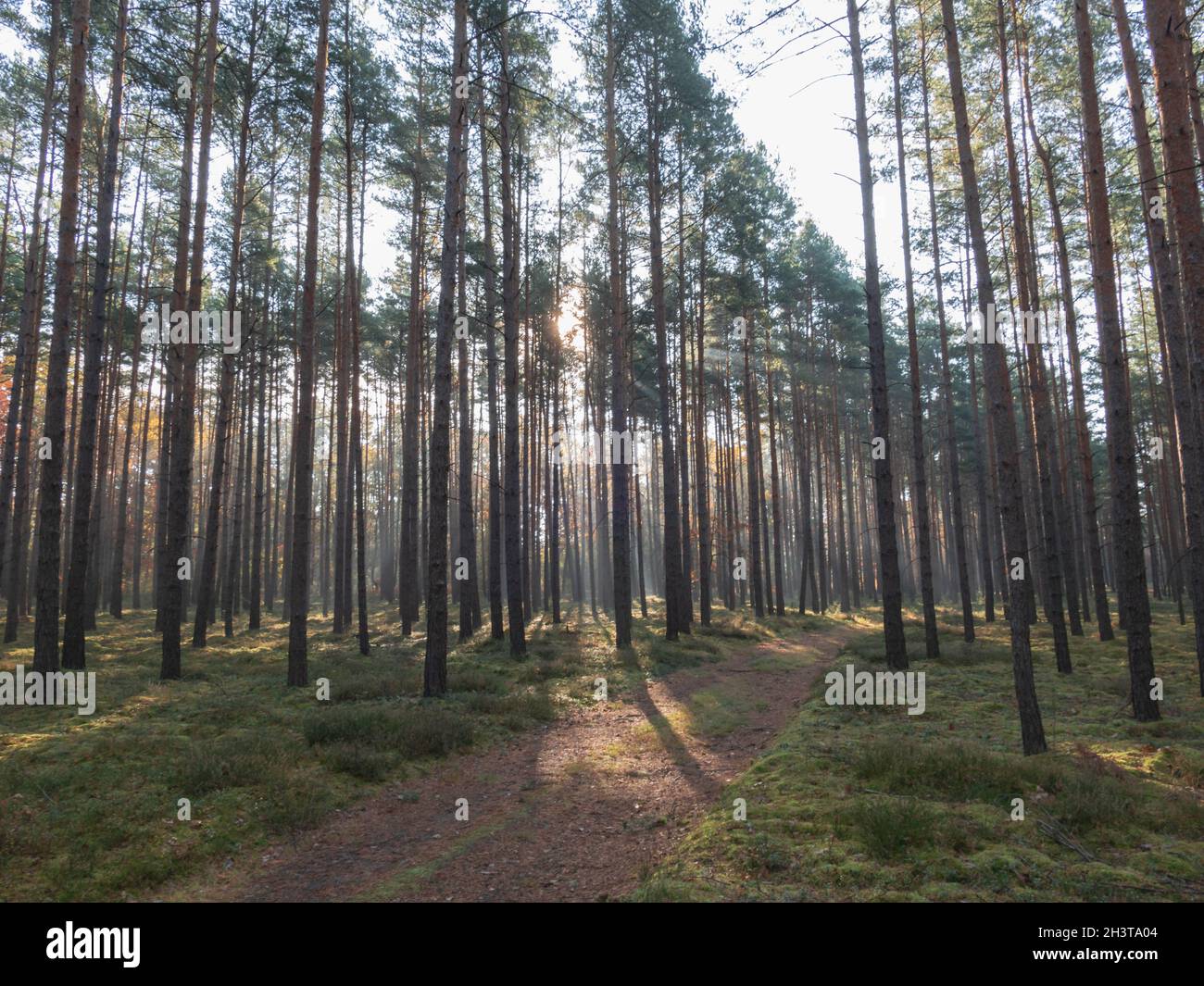 Tall pine forest. It's a misty morning. A haze drifts between the trees ...
