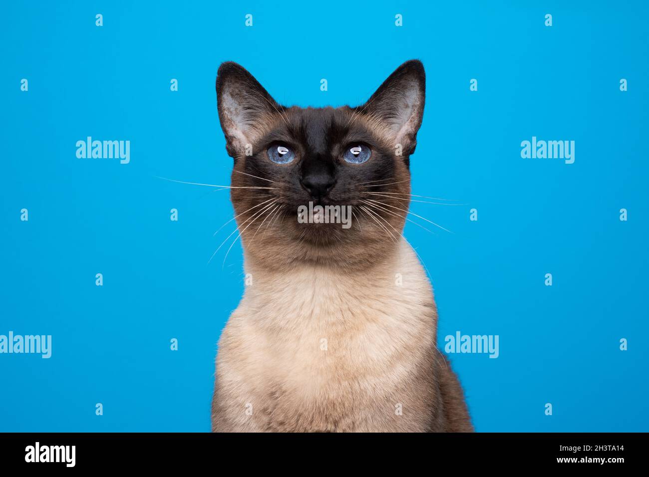 seal point siamese cat making funny face showing teeth looking like a ...