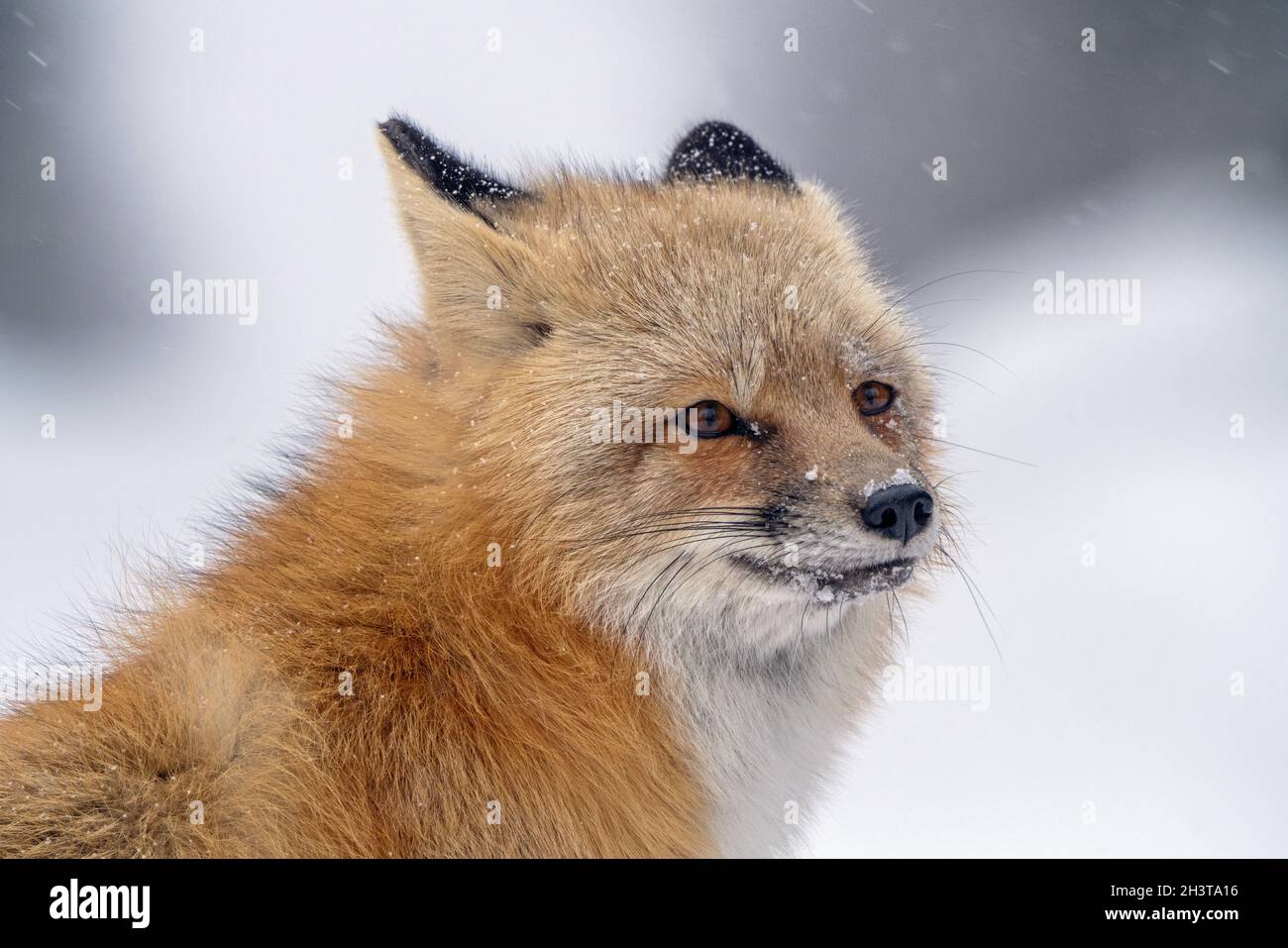 Fox nose hi-res stock photography and images - Alamy
