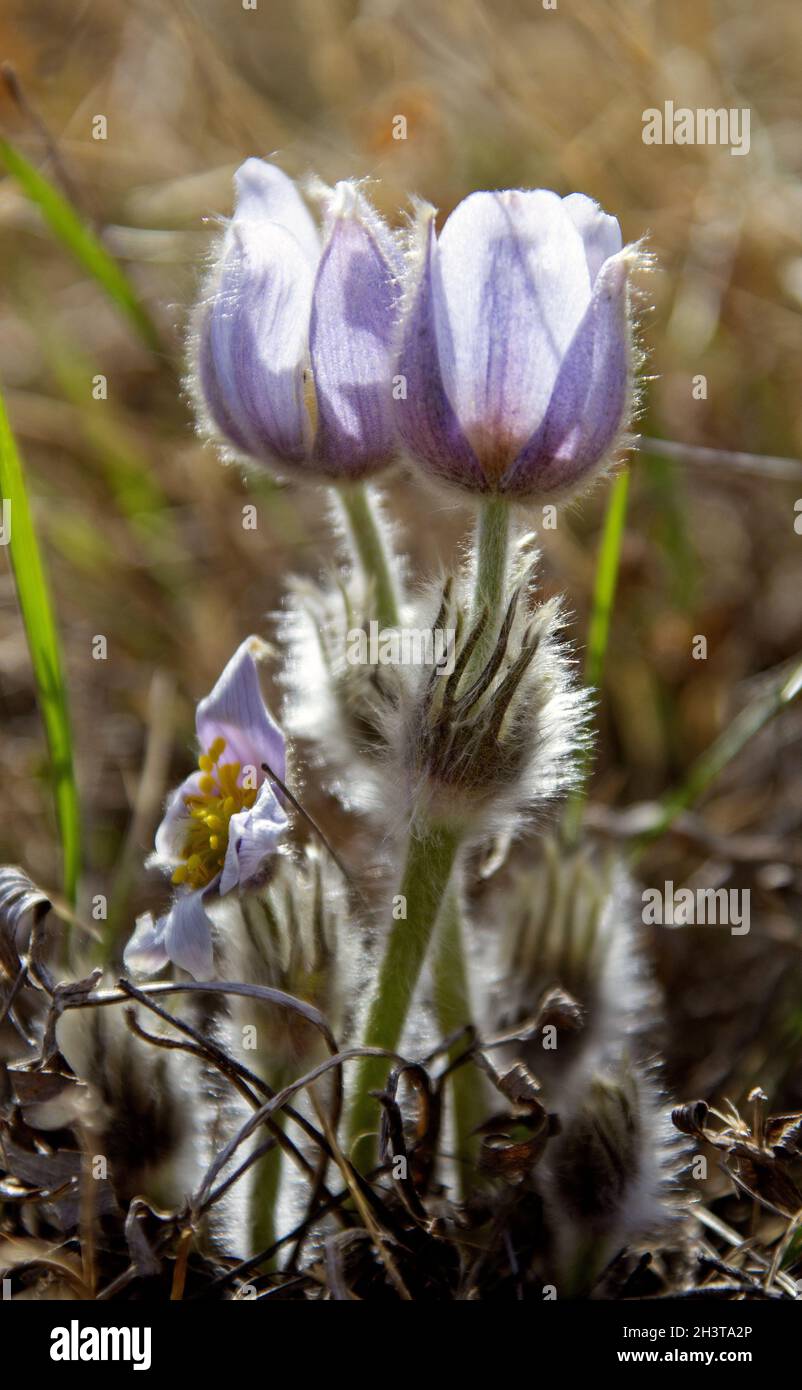 Sunlit spring blossom hi-res stock photography and images - Alamy