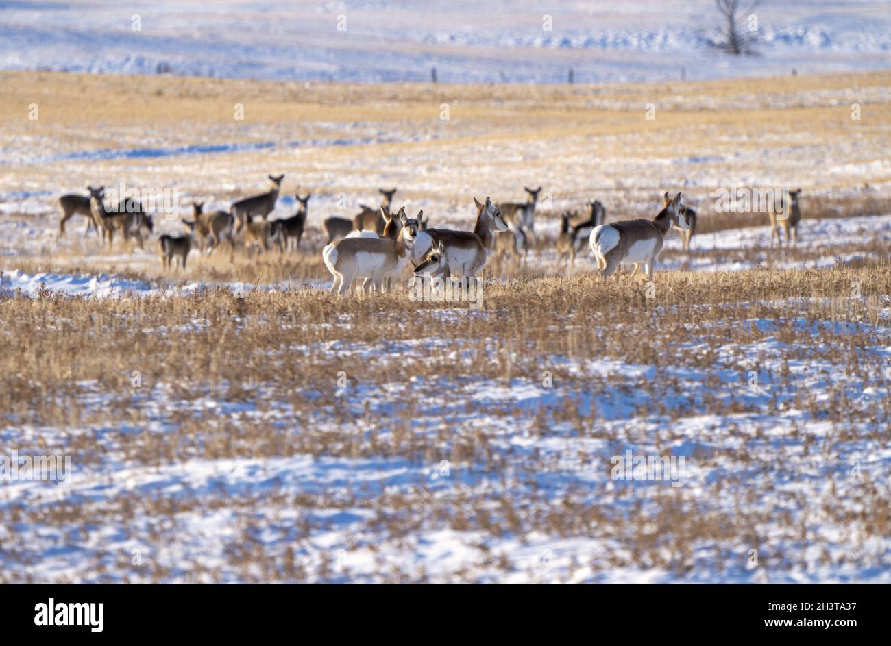 Canadian deer hi-res stock photography and images - Alamy