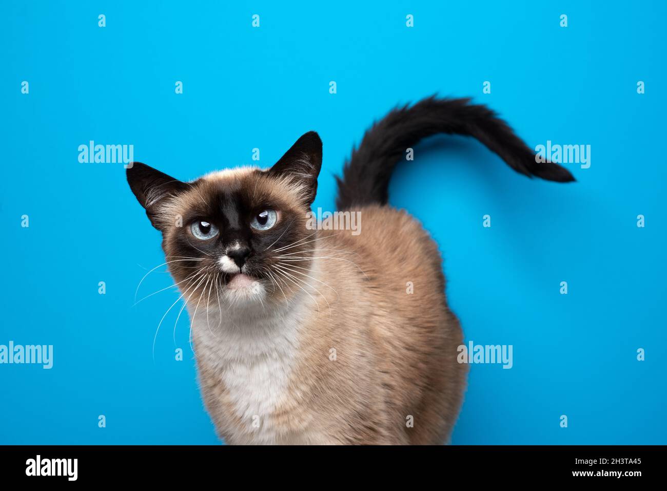 funny blue eyed siamese cat looking angry on blue background with copy ...
