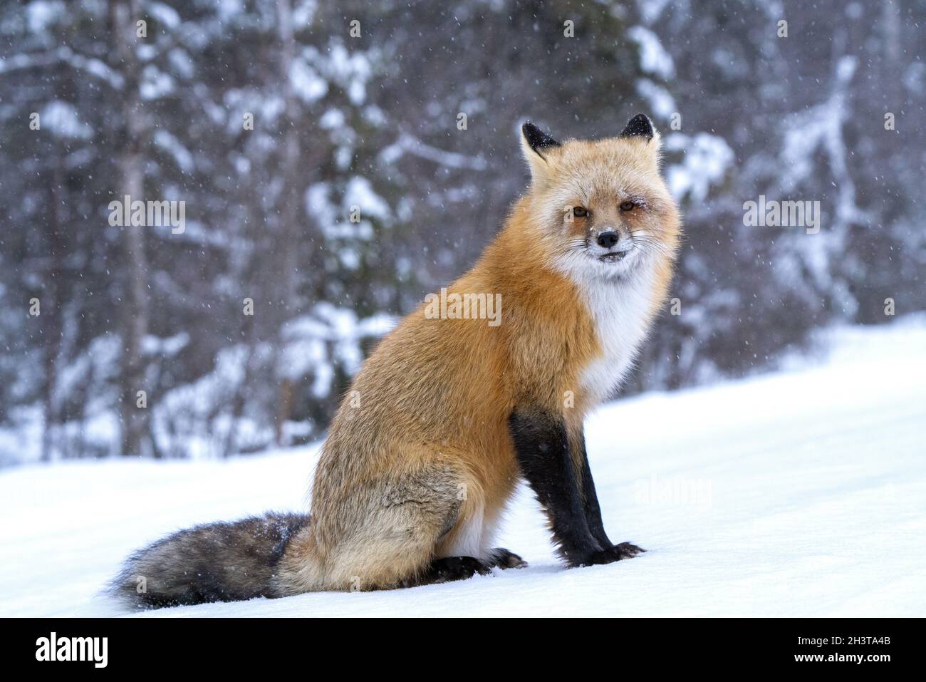 Tale red fox hi-res stock photography and images - Alamy