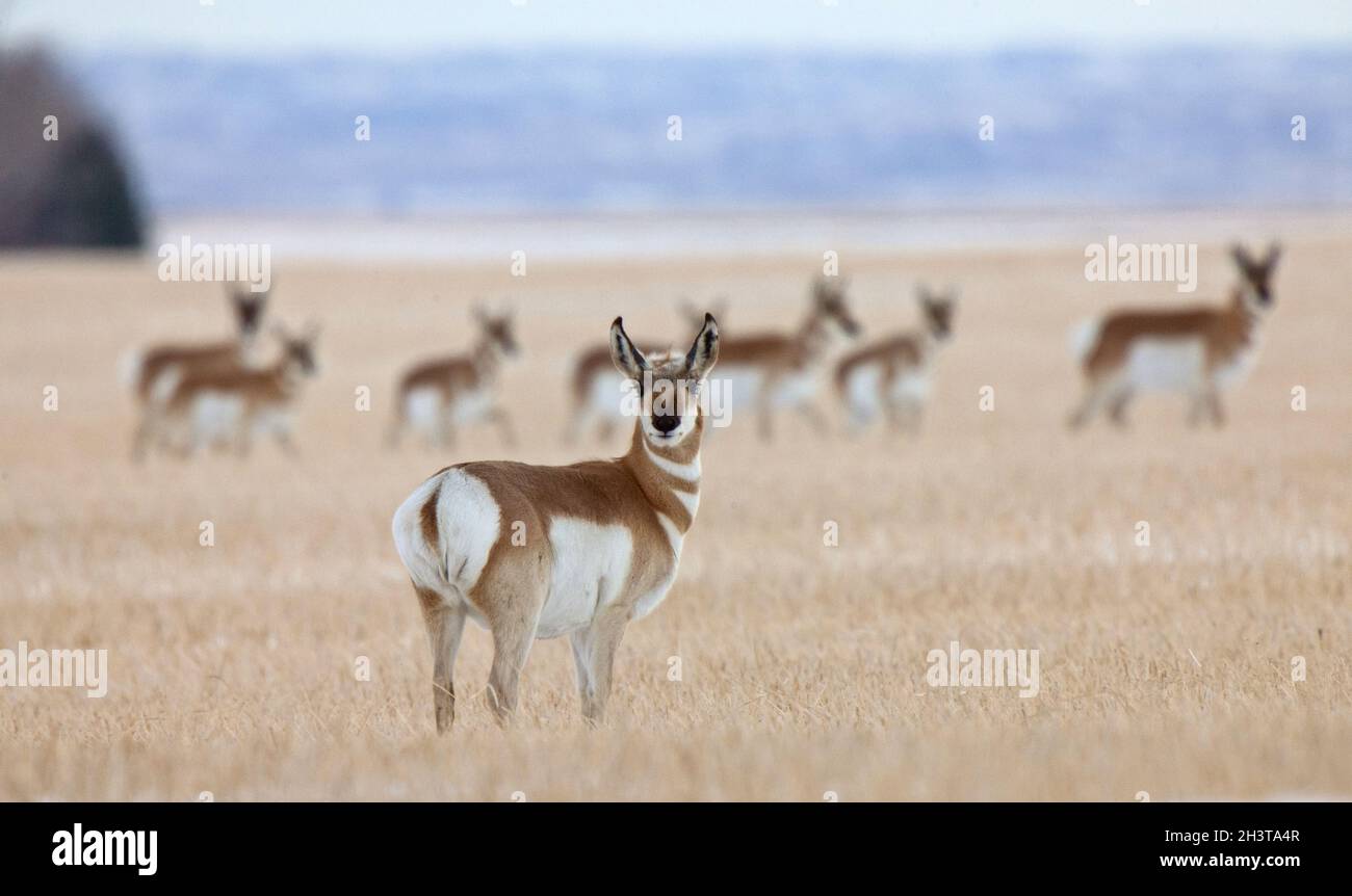Pronghorn Antelope Prairie Stock Photo - Alamy