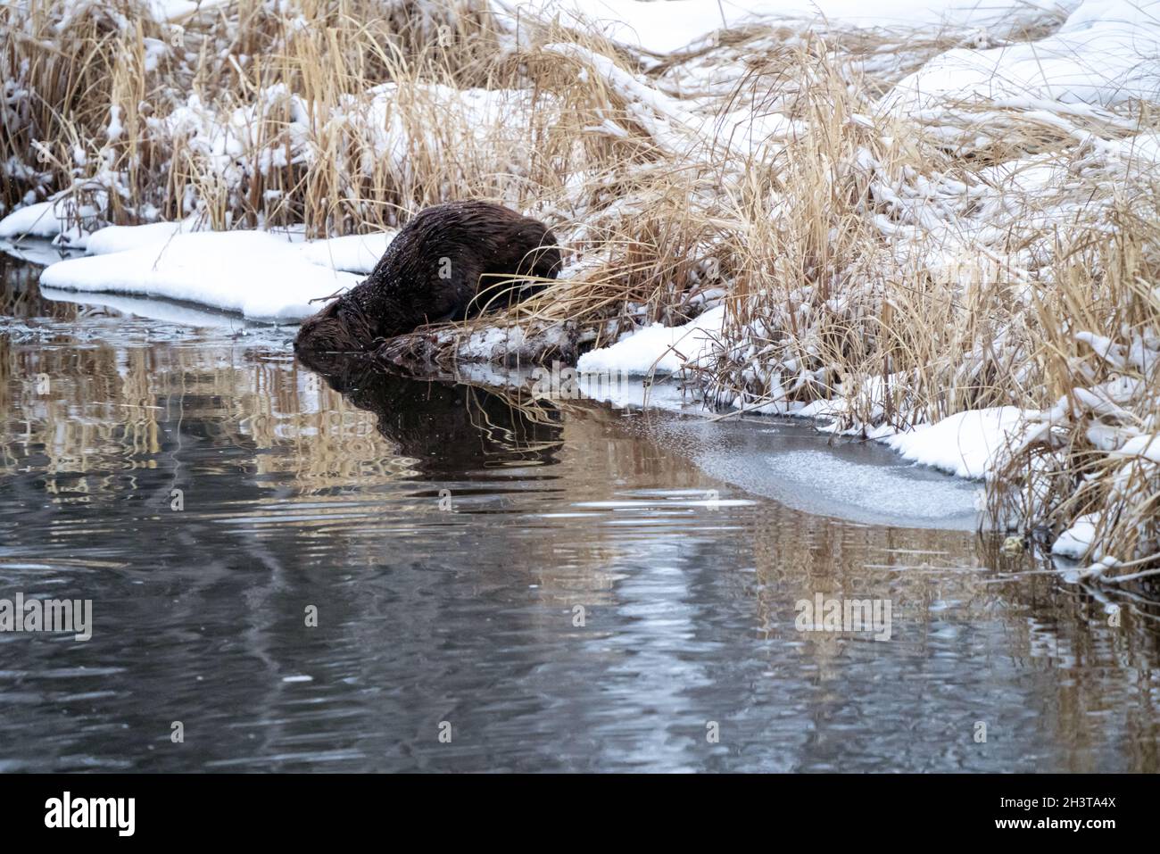 Beaver in snow hi-res stock photography and images - Alamy