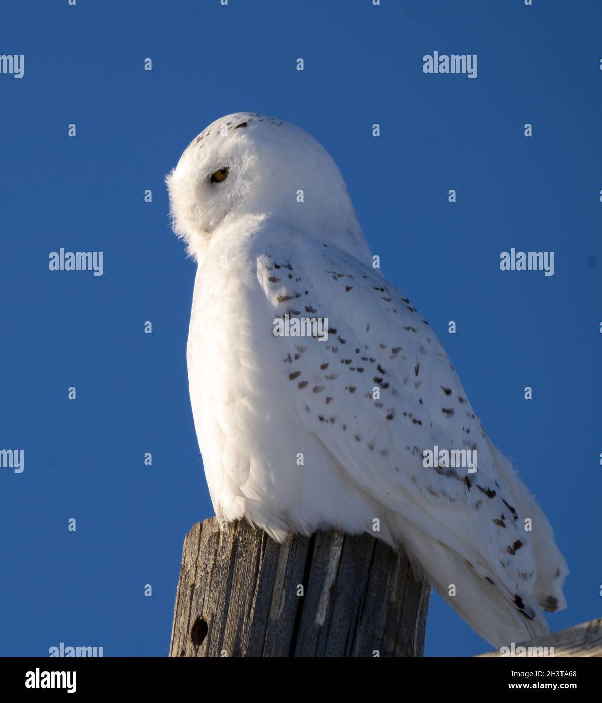 Snowy Owl in Winter Stock Photo - Alamy