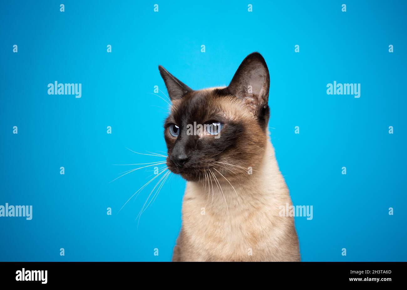 Blue point siamese cat hi-res stock photography and images - Alamy