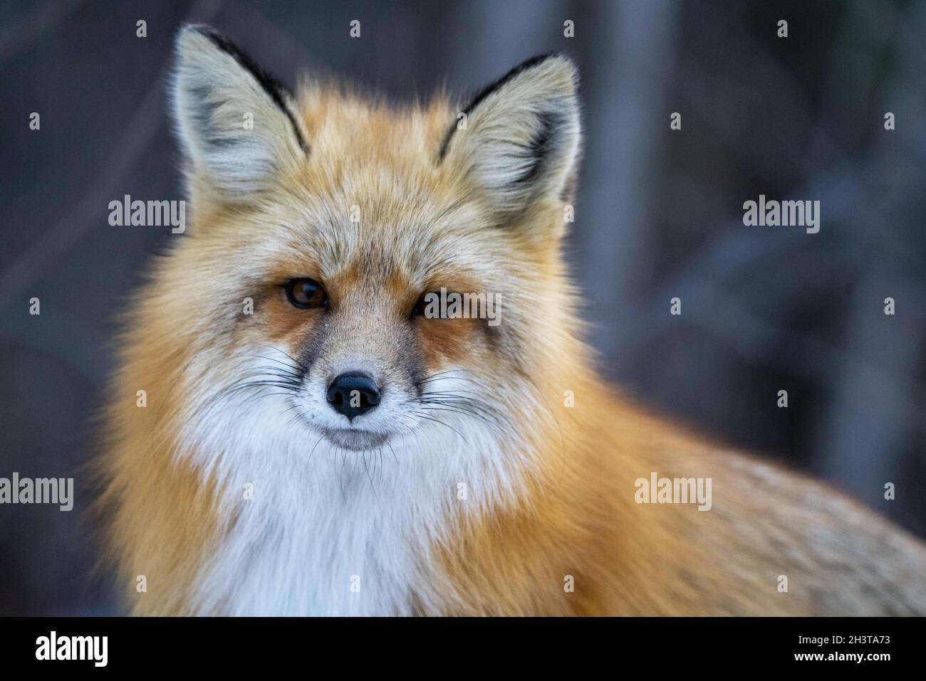 Fox up close hi-res stock photography and images - Alamy