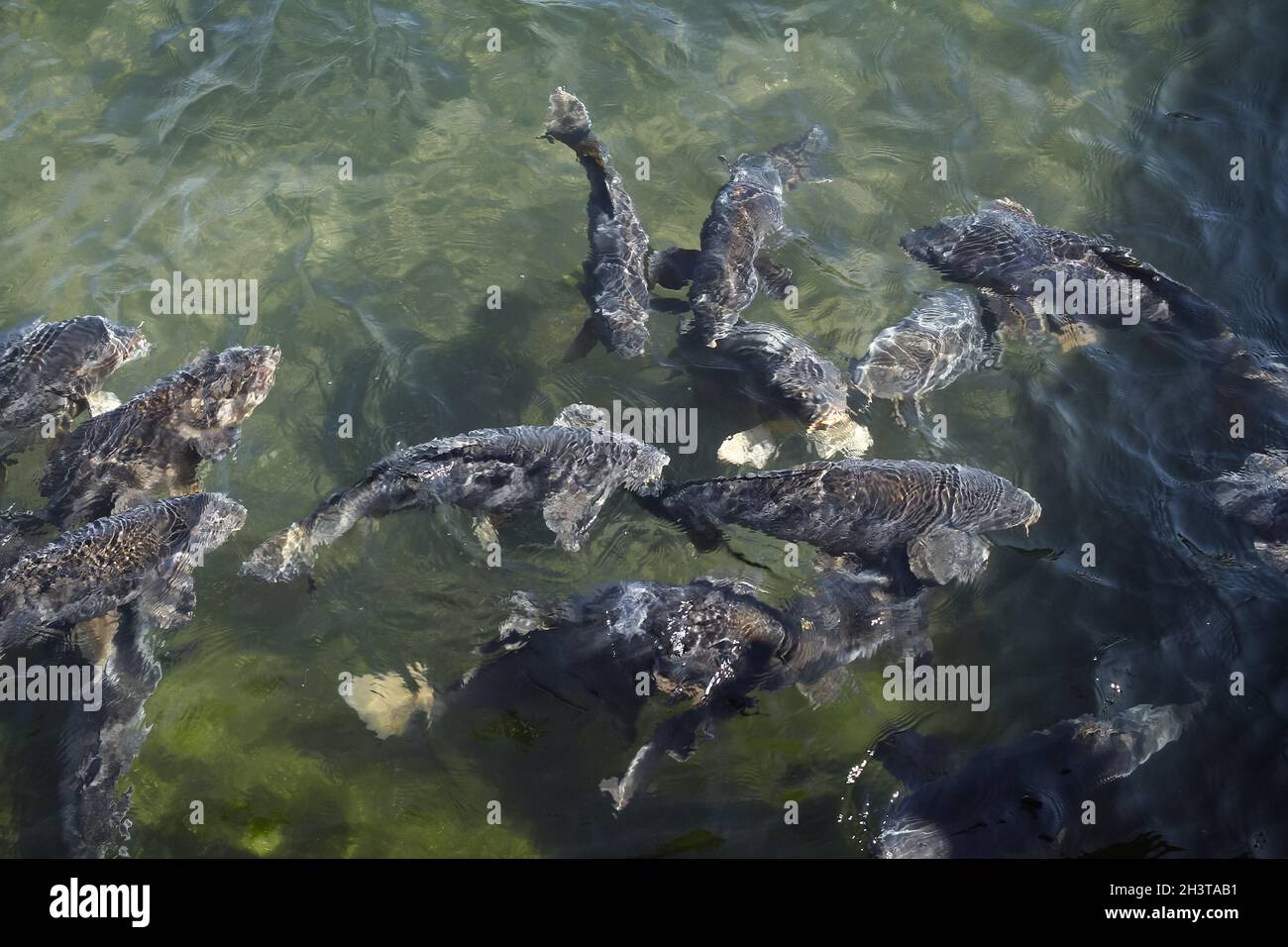 nojiri, nagano, japan, 2021-20-10 , Fish waiting for food at Nojiri ...