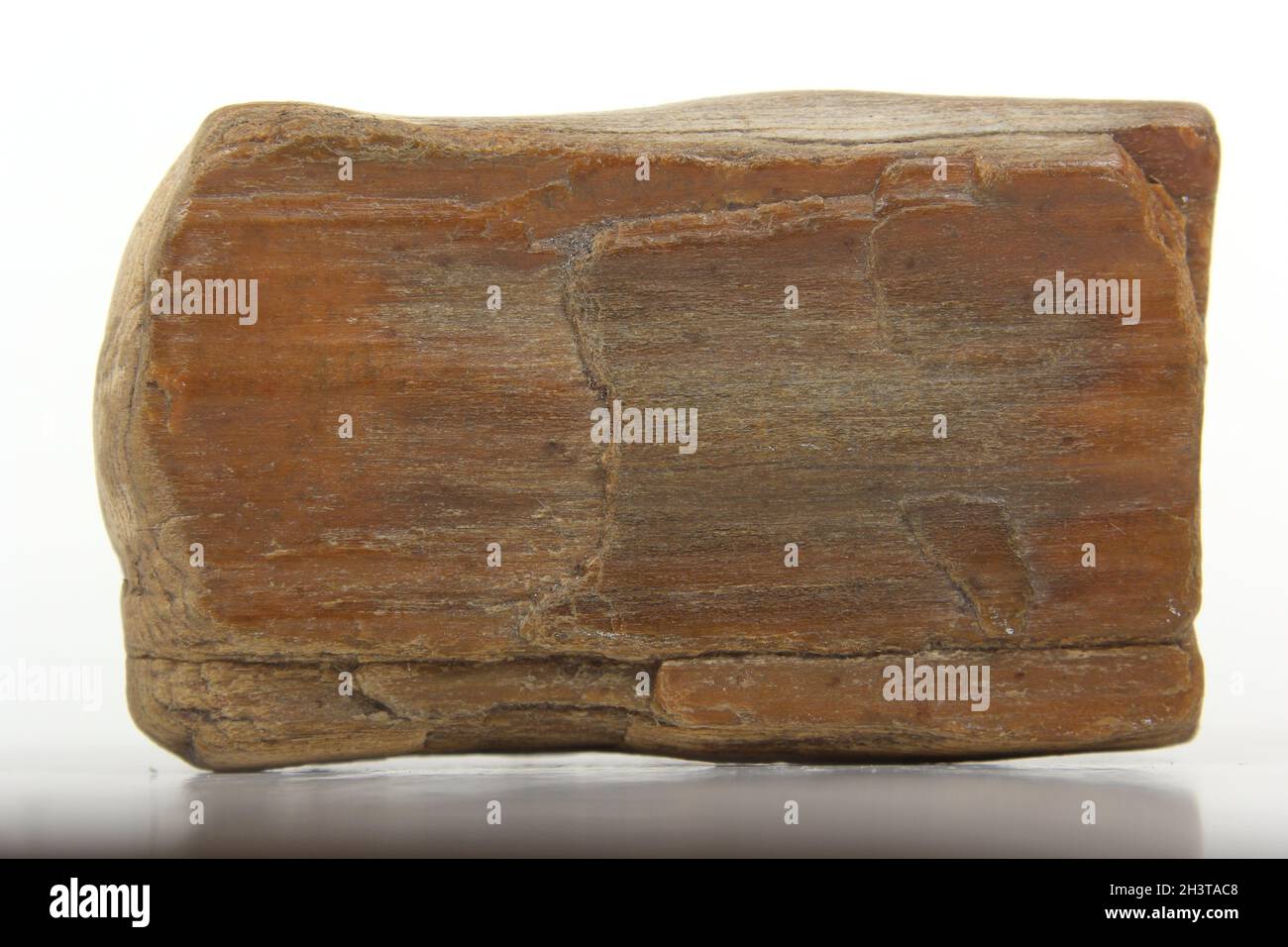 Petrified Wood Specimen on White Stock Photo - Alamy