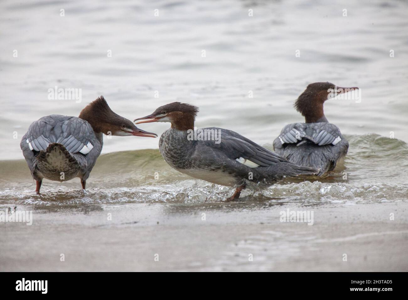 Merganser duck hi-res stock photography and images - Alamy