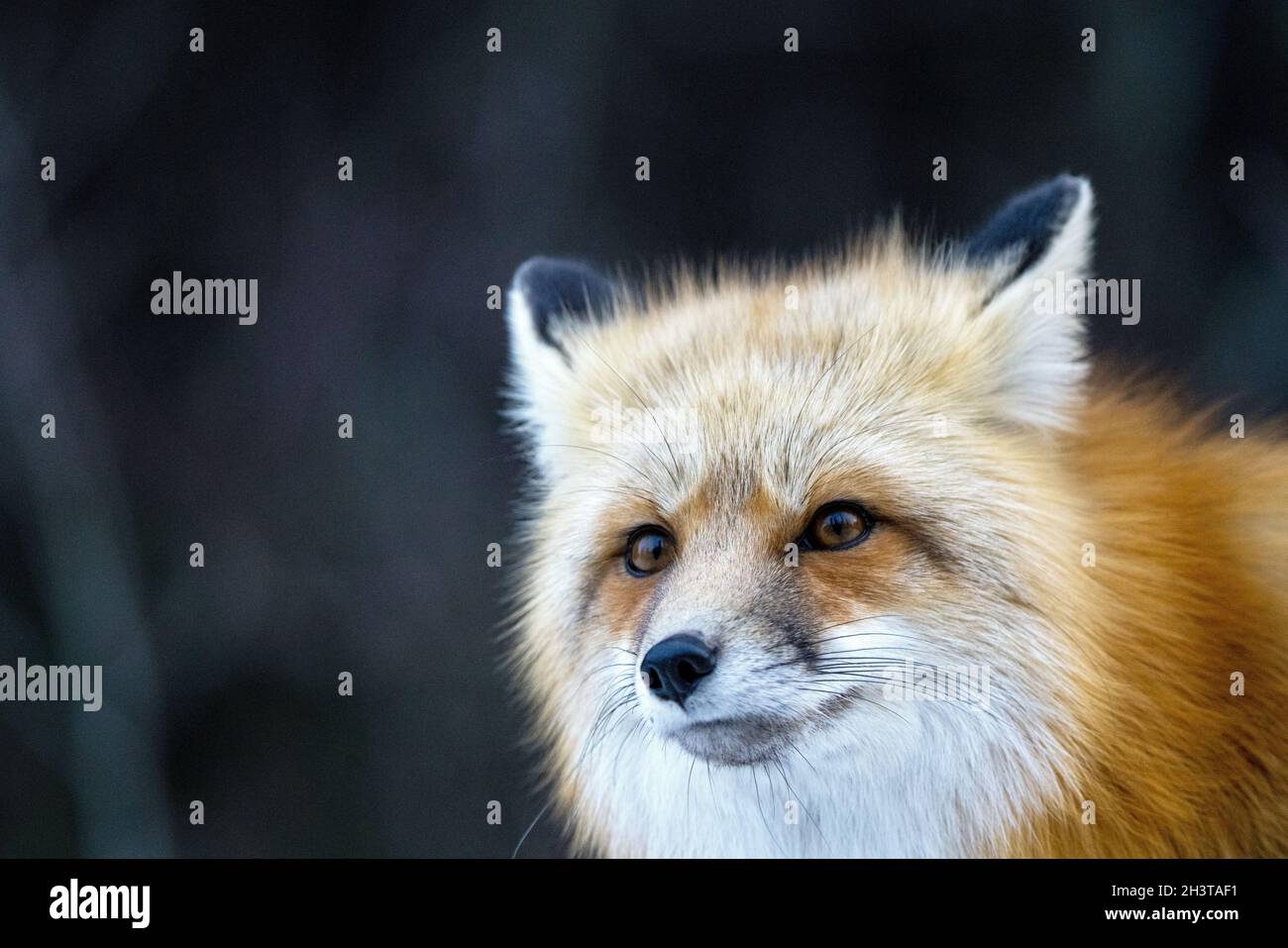 Fox up close hi-res stock photography and images - Alamy