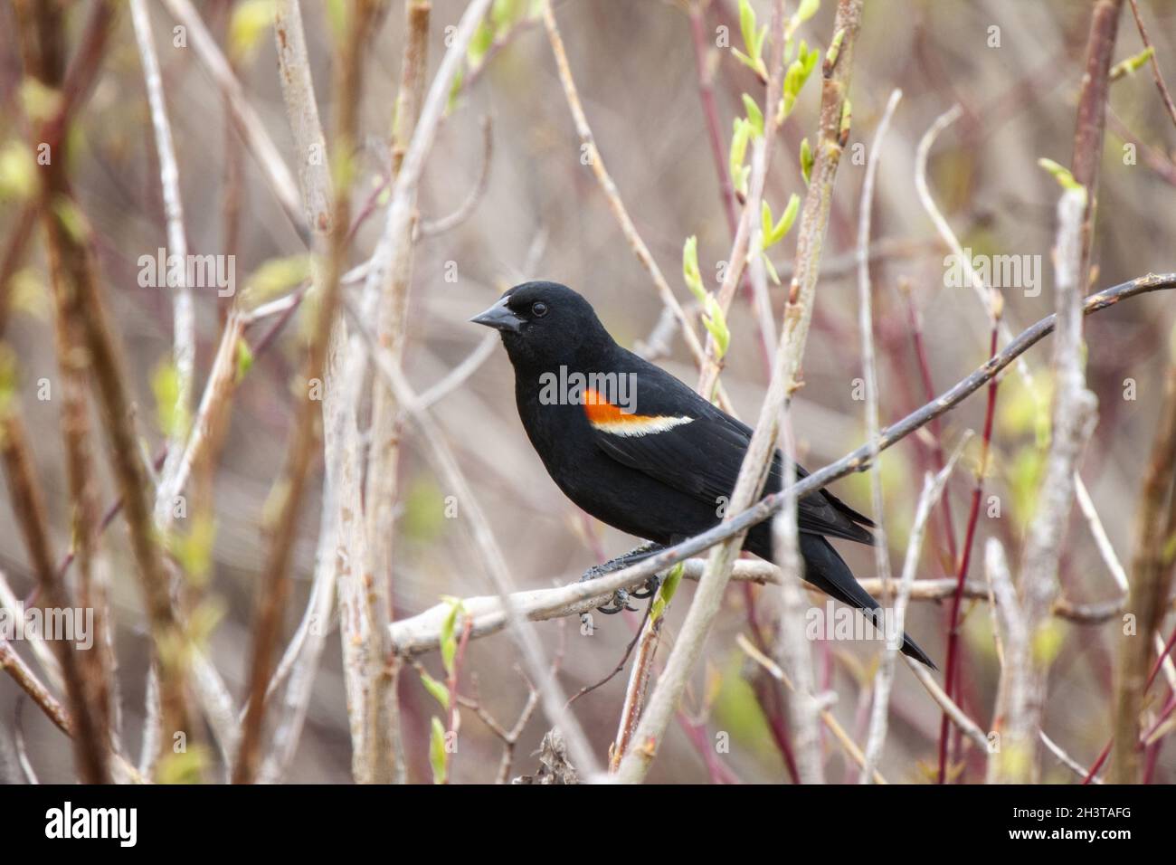 Canadian blackbird hi-res stock photography and images - Alamy