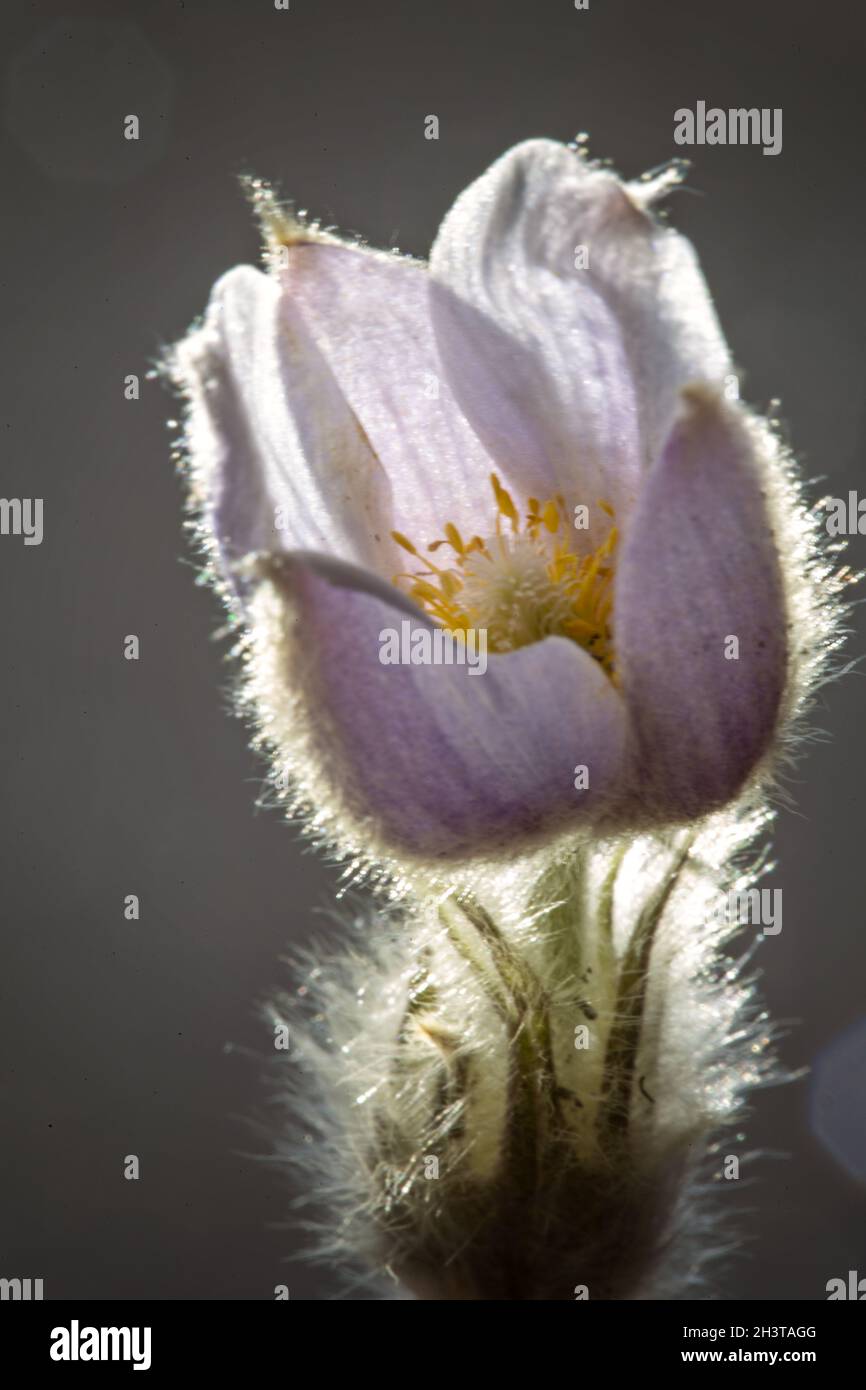 Sunlit spring blossom hi-res stock photography and images - Alamy