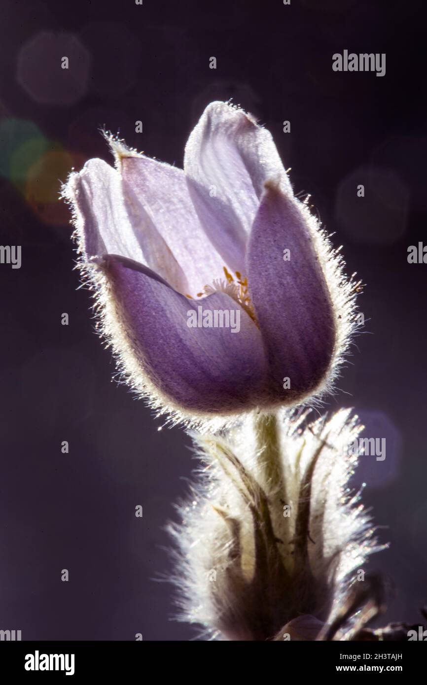 Sunlit spring blossom hi-res stock photography and images - Alamy