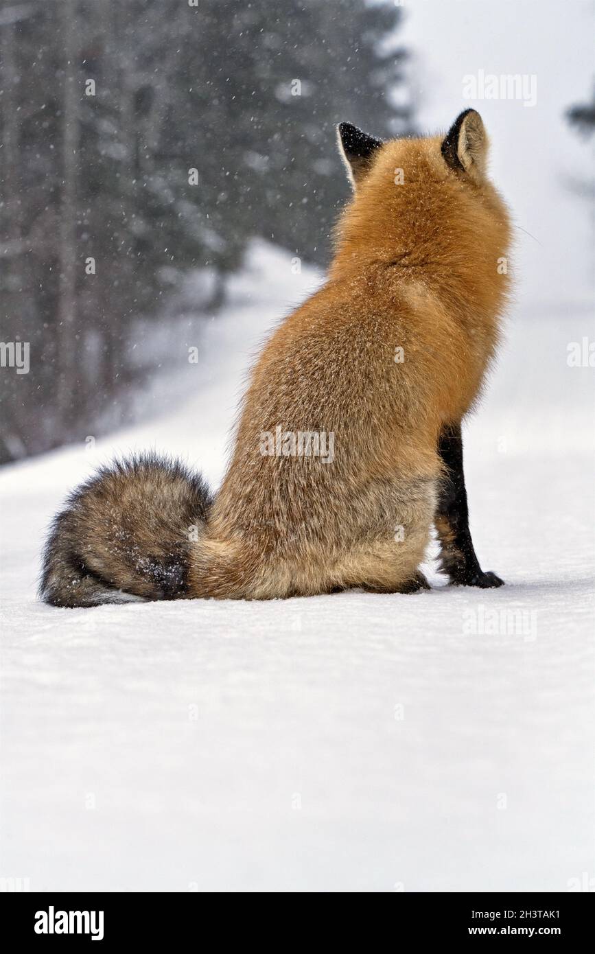 Tale red fox hi-res stock photography and images - Alamy