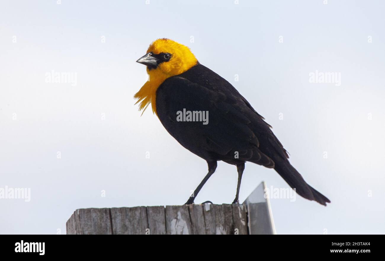 Yellow Headed Blackbird Stock Photo - Alamy