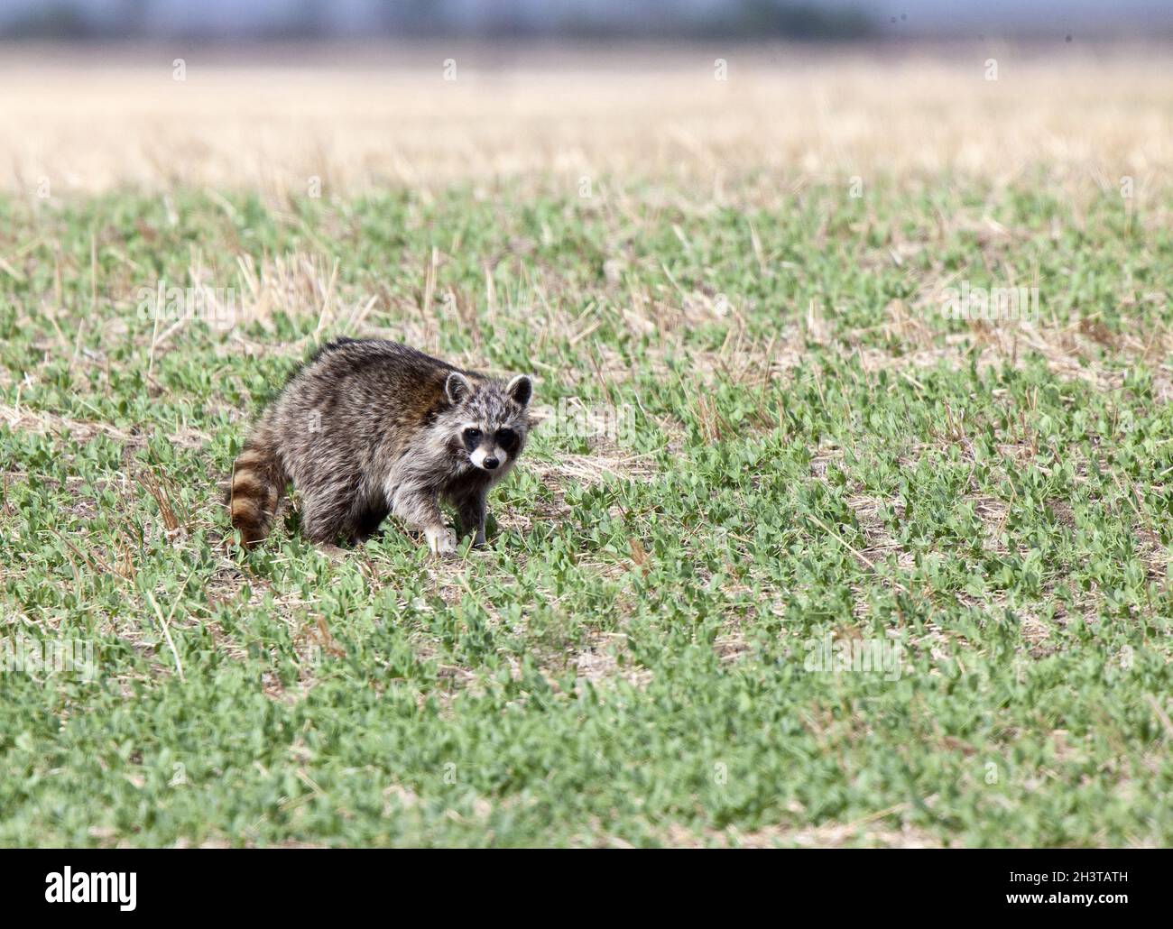 North american racoon hi-res stock photography and images - Alamy