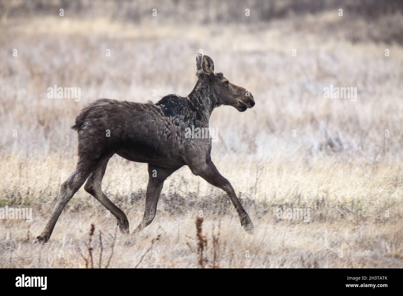 Moose in Saskatchewan Stock Photo - Alamy