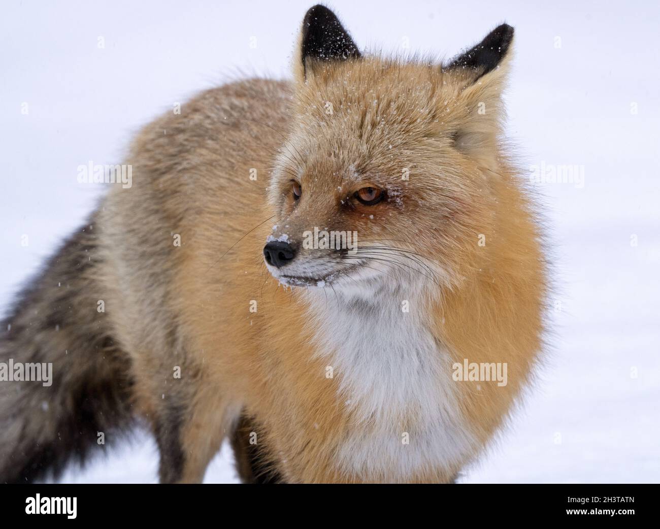 North american fox hi-res stock photography and images - Alamy