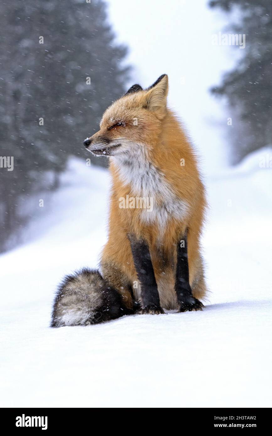 Red fox forest picture hi-res stock photography and images - Alamy