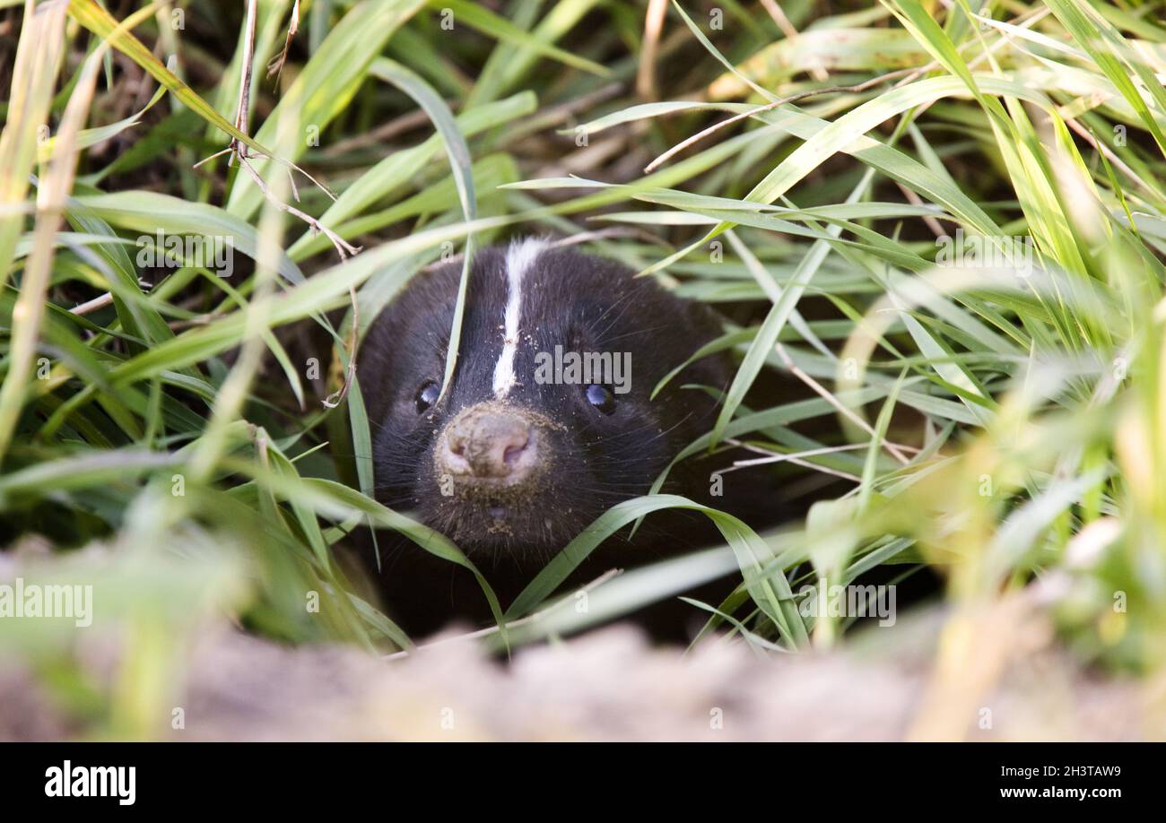 Skunk den hi-res stock photography and images - Alamy