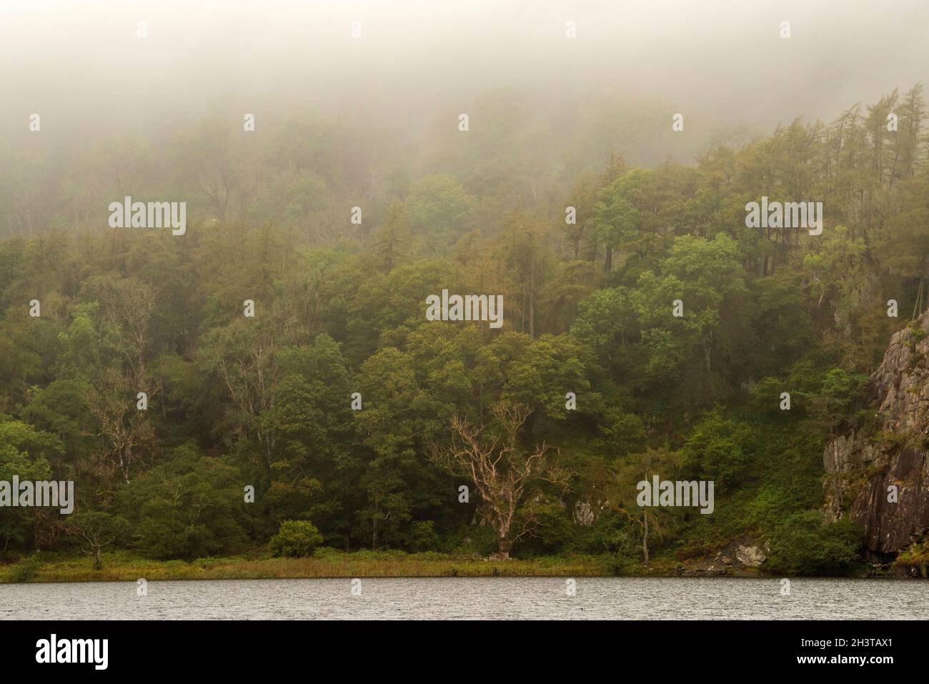 Low lying mist surrounding Llyn Gwynant in the Gwynant Valley ...