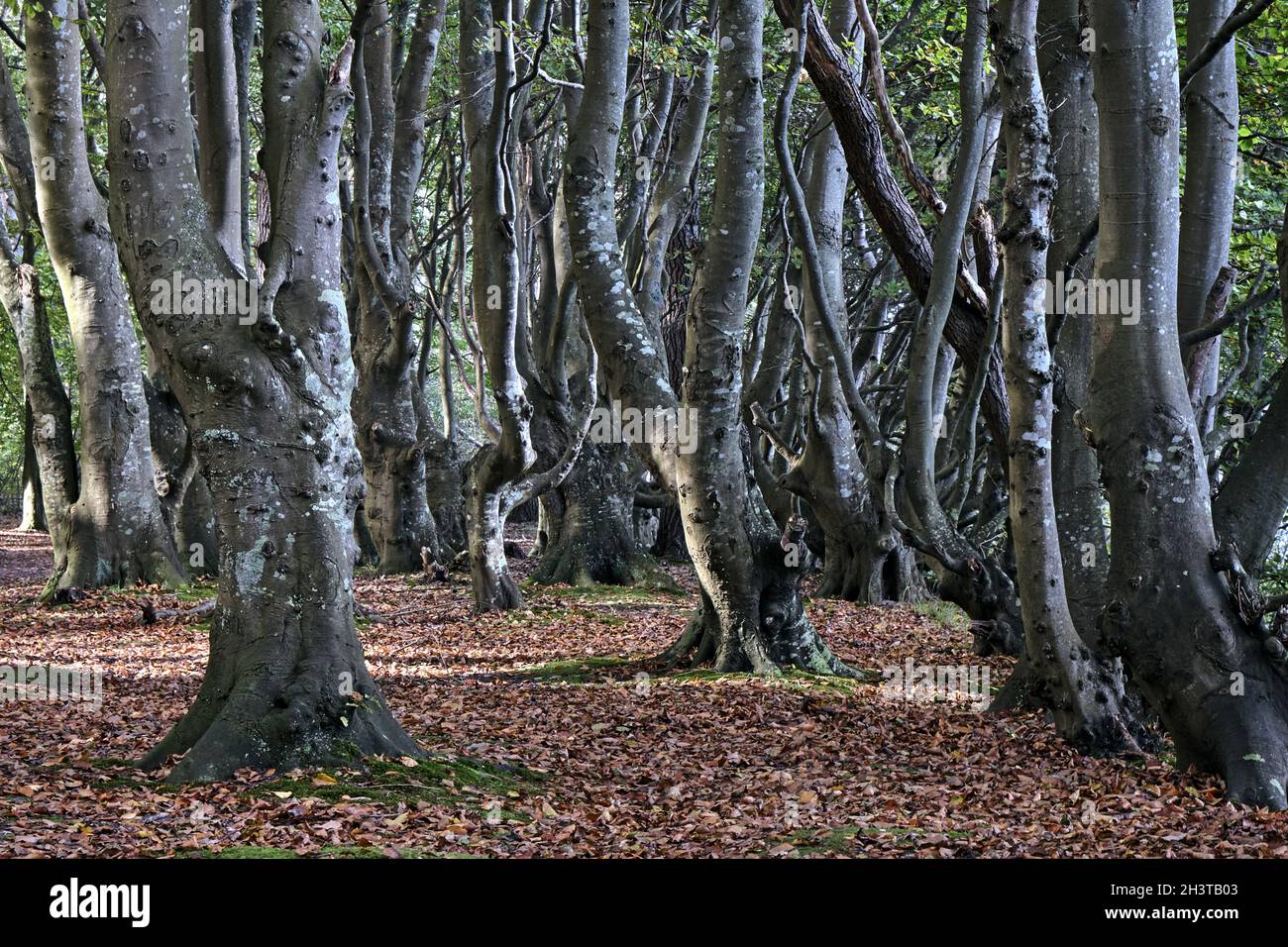 The RÃ¼gen fairytale forest Stock Photo - Alamy