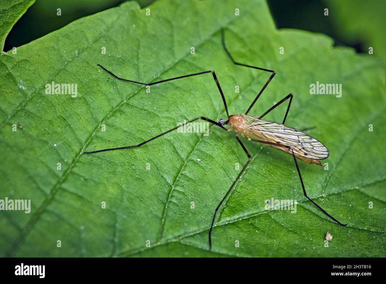 Limoniidae hi-res stock photography and images - Alamy