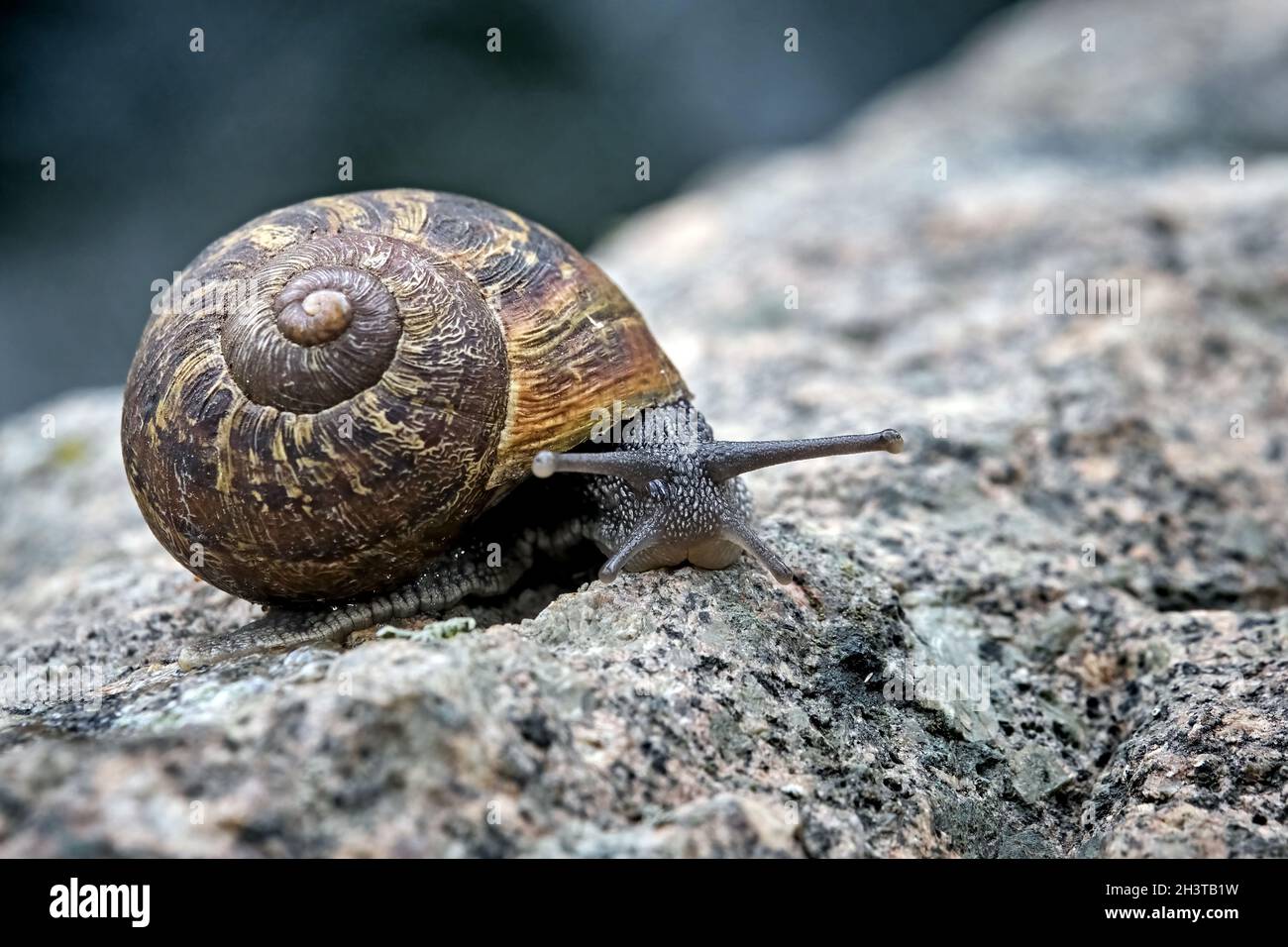 Spotted garden snail (Cornu aspersum Stock Photo - Alamy