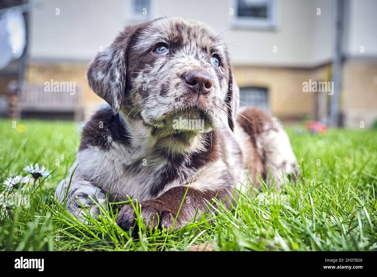 Spotted Labrador Retriever Puppy Stock Photo - Alamy
