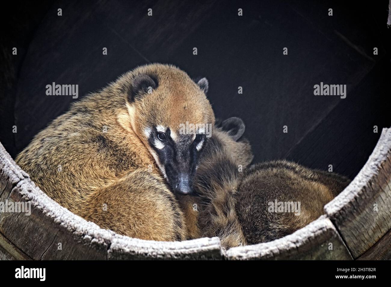 South American coati (Nasua nasua Stock Photo - Alamy