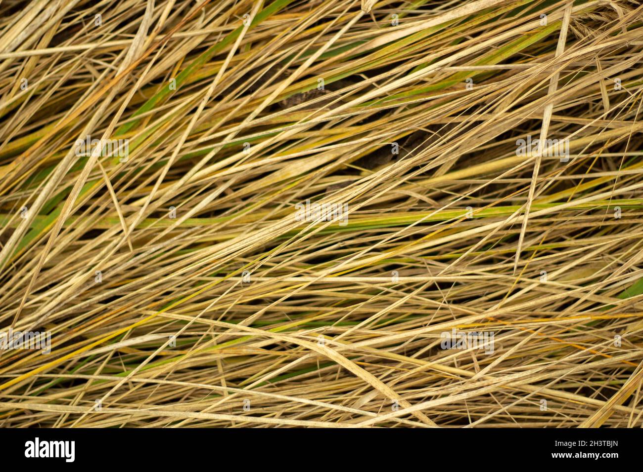 Hay texture. Yellow grass. Farm details. Background of dry grass Stock ...