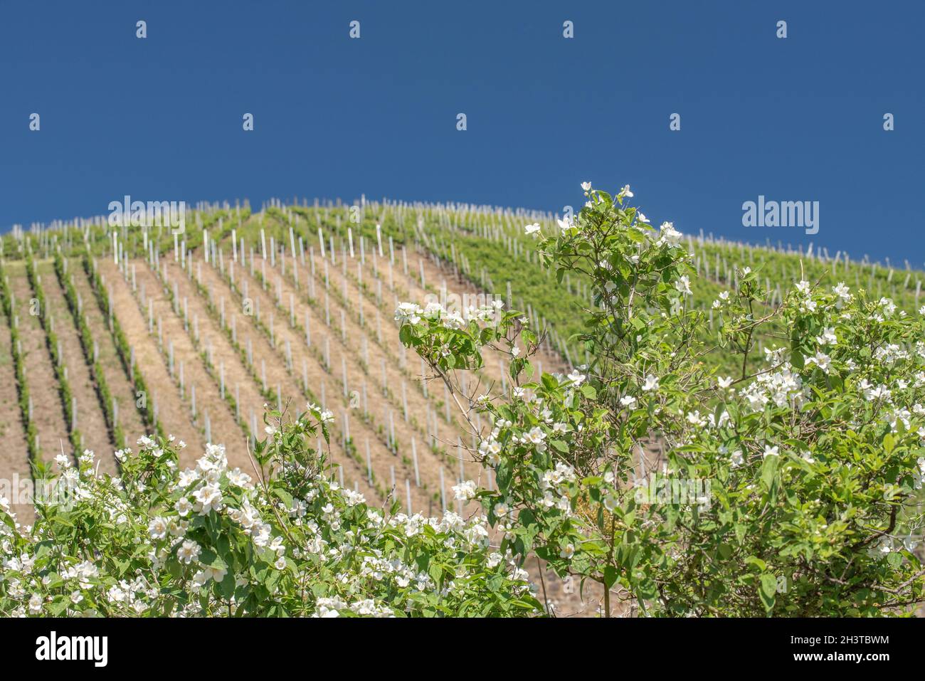 Dog in vineyard hi-res stock photography and images - Alamy